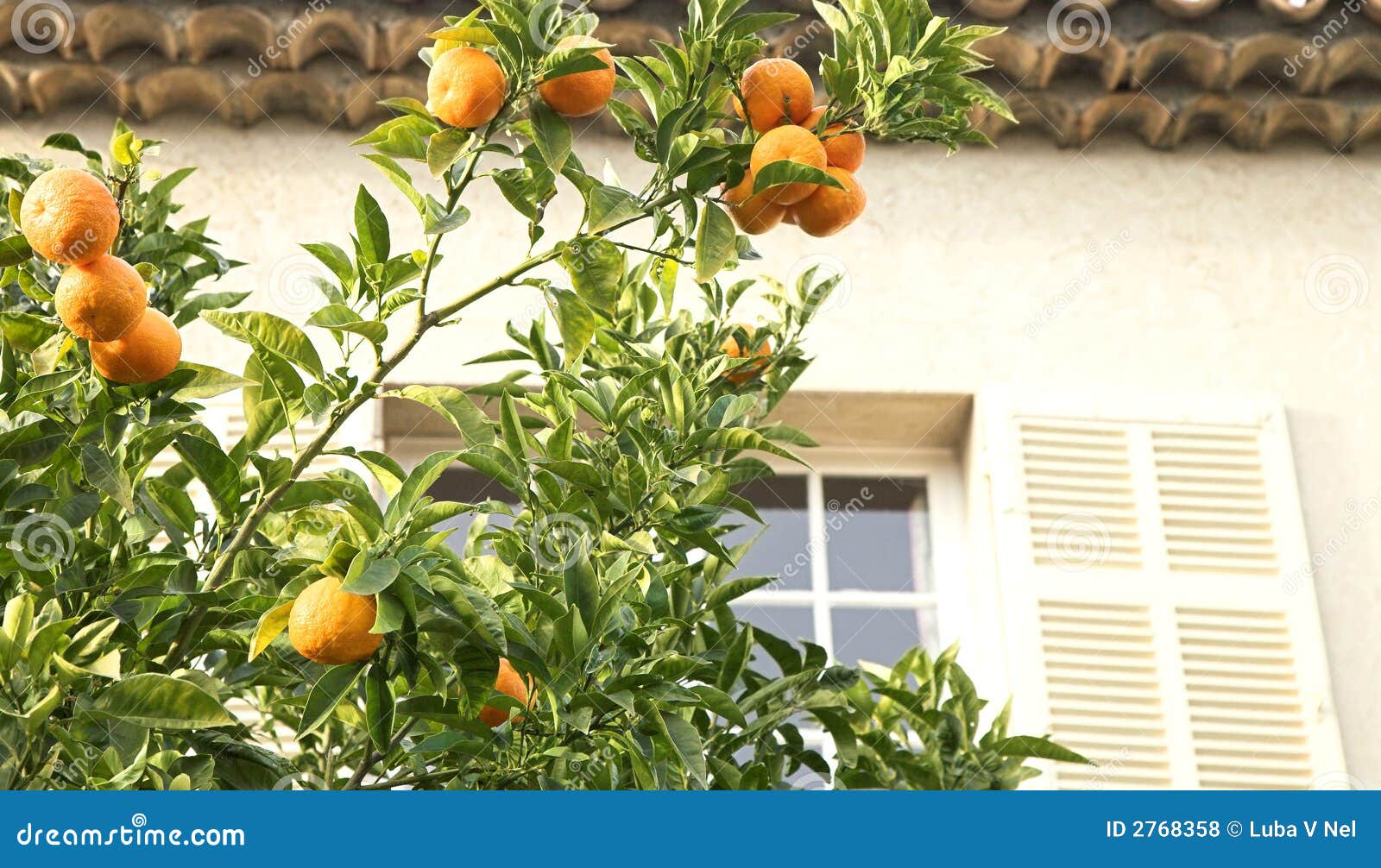 Mandarinier orange photo stock. Image du france, arbre - 2768358