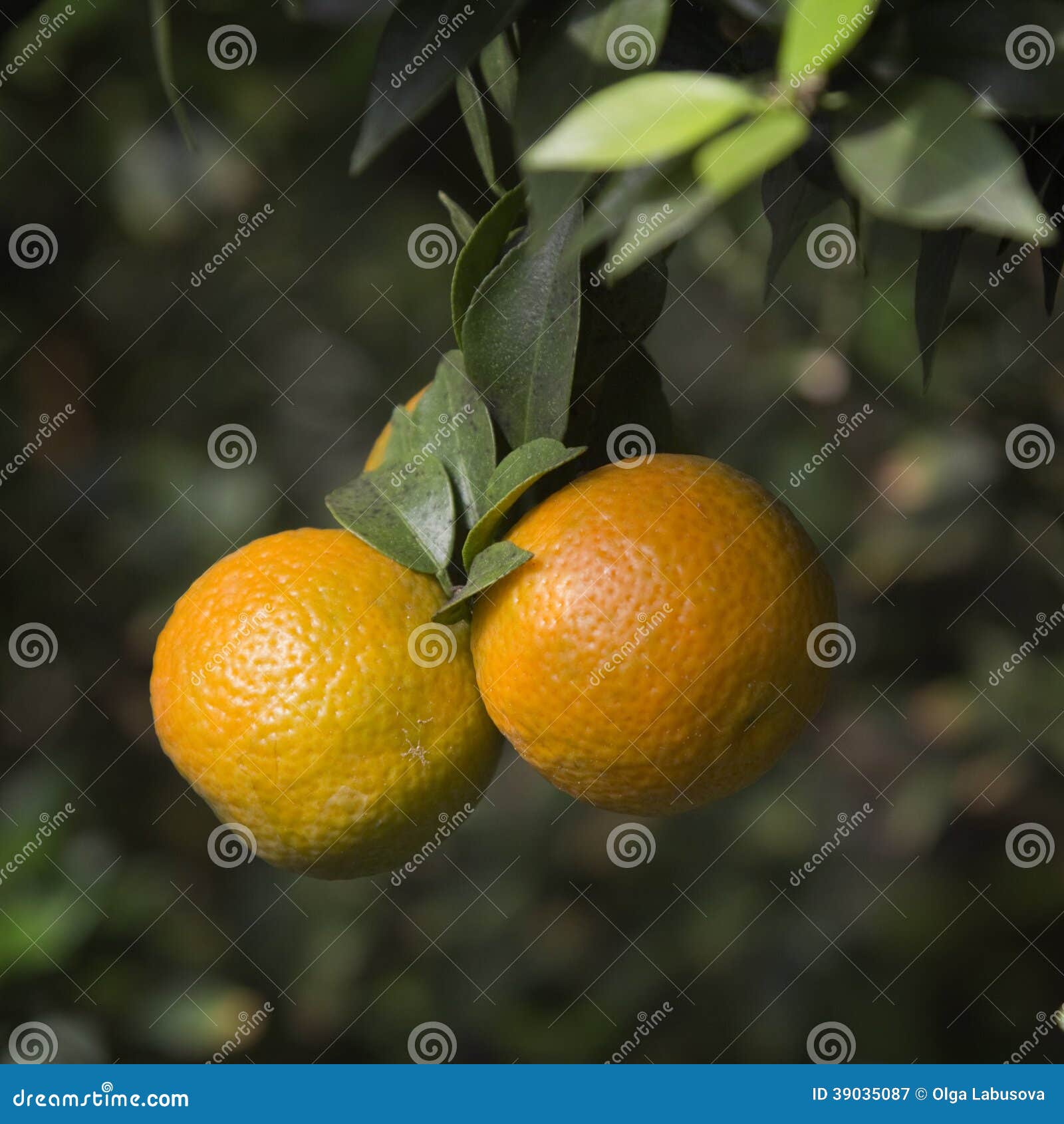 Mandarins on a branch stock image. Image of citrus, green - 39035087