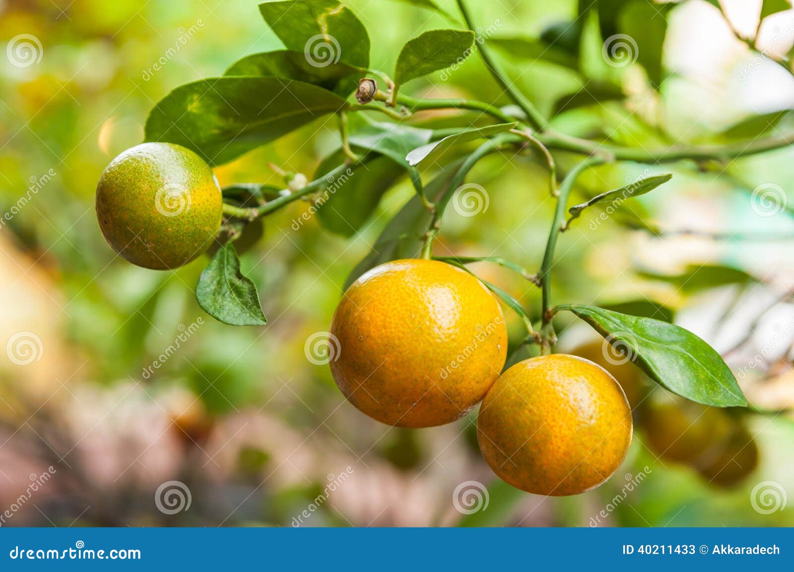 Mandarins stock image. Image of garden, mandarins, mouthwatering - 40211433