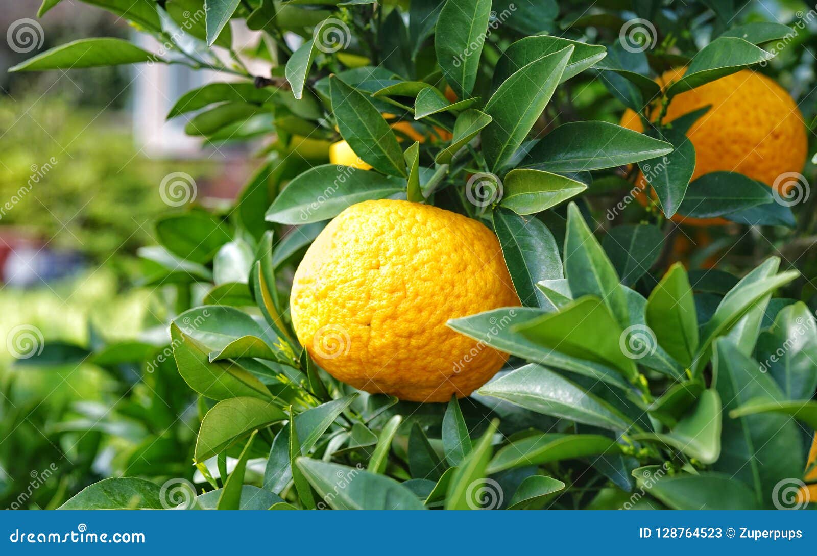 Mandarins on the tree stock image. Image of fruit, harvest - 128764523