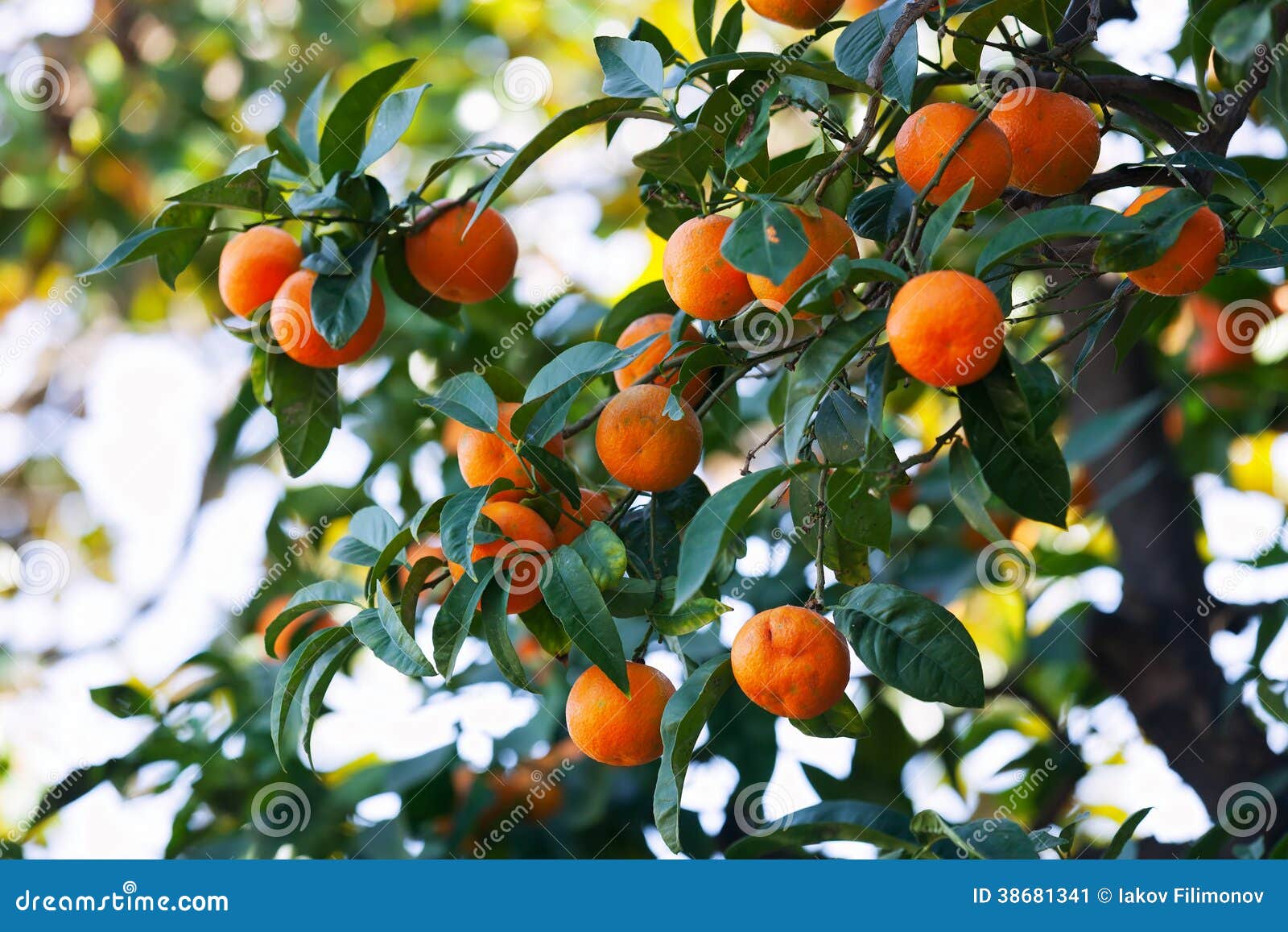 Mandarins on tree stock image. Image of orchard, food - 38681341