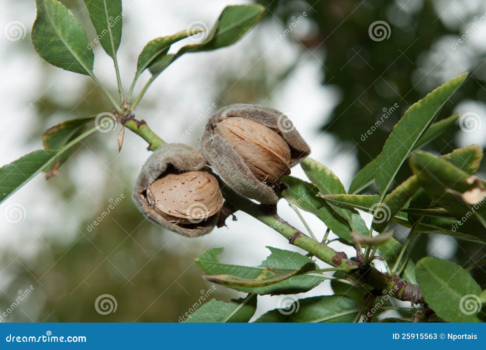 Mandel i dess tree fotografering för bildbyråer. Bild av skal - 25915563