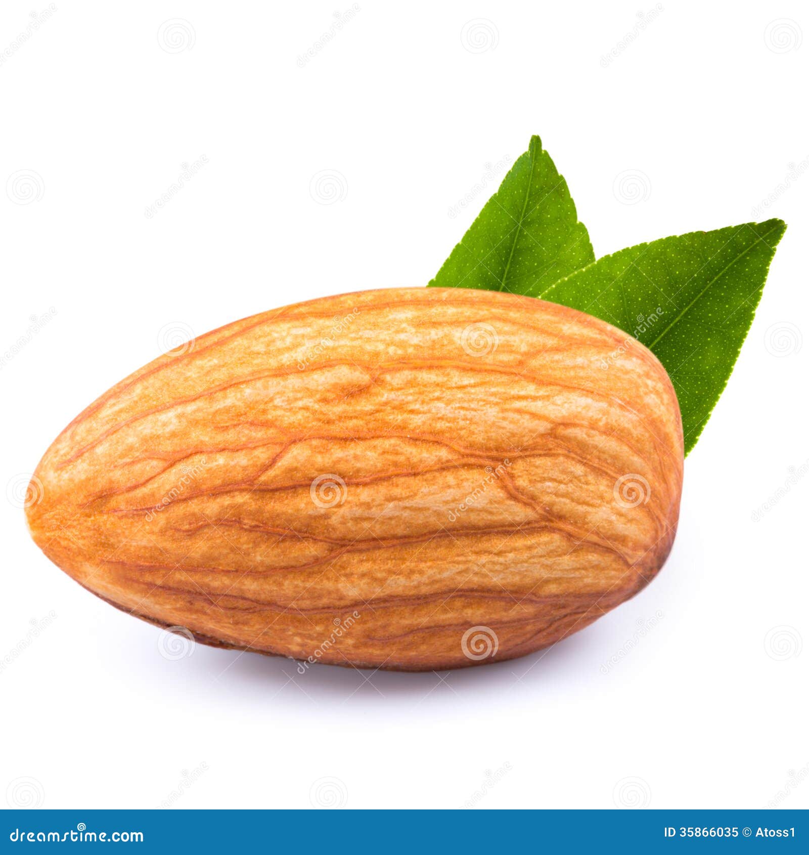 Mandeln stockbild. Bild von blätter, makro, frucht, nahrung - 35866035