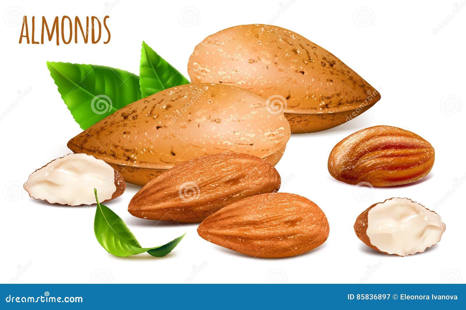 Mandeln Ganz Und Mandelkerne Vektor Abbildung - Illustration von kern ...