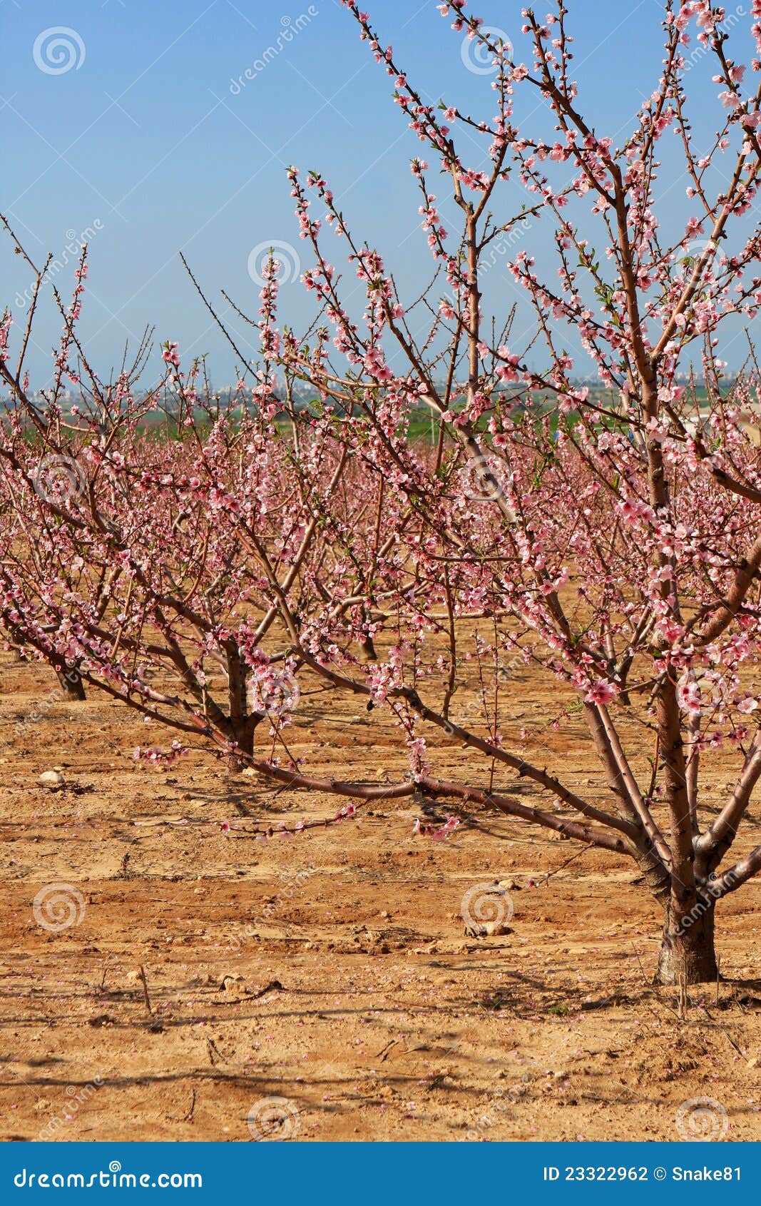 Mandeltrees arkivfoto. Bild av kväva, parkera, natur - 23322962