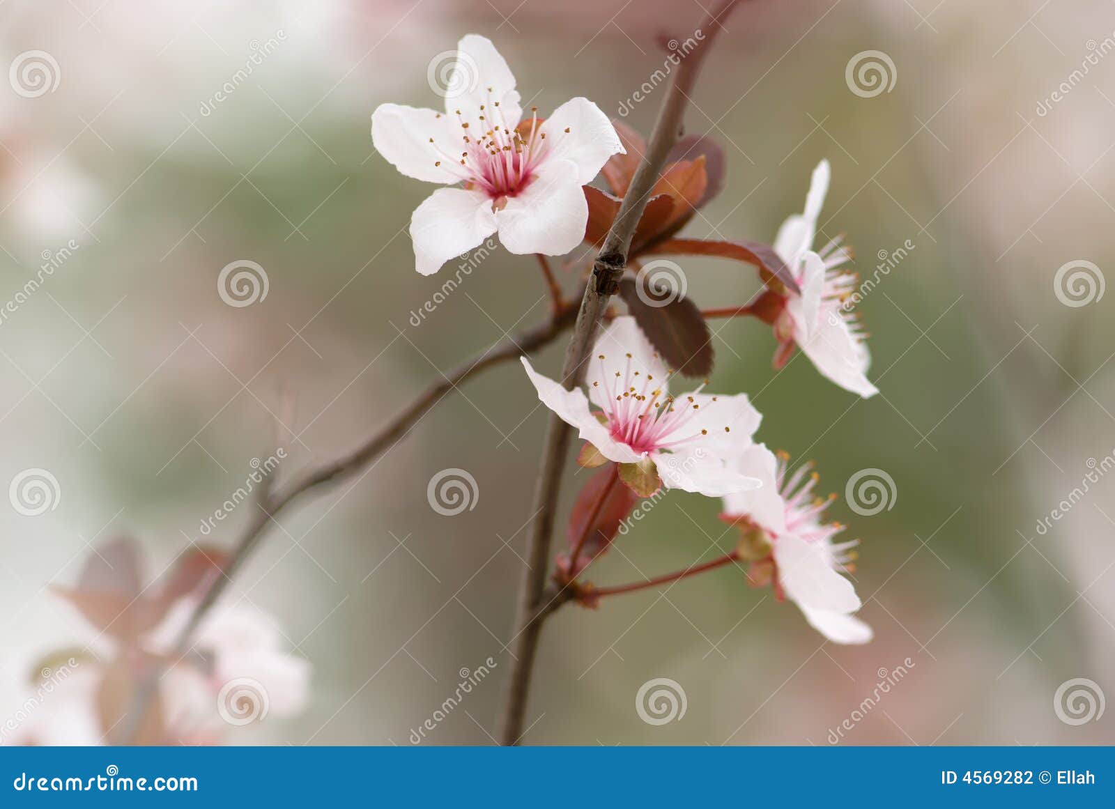 Mandelzweig stockfoto. Bild von blüte, wolkenlos, mandeln - 4569282