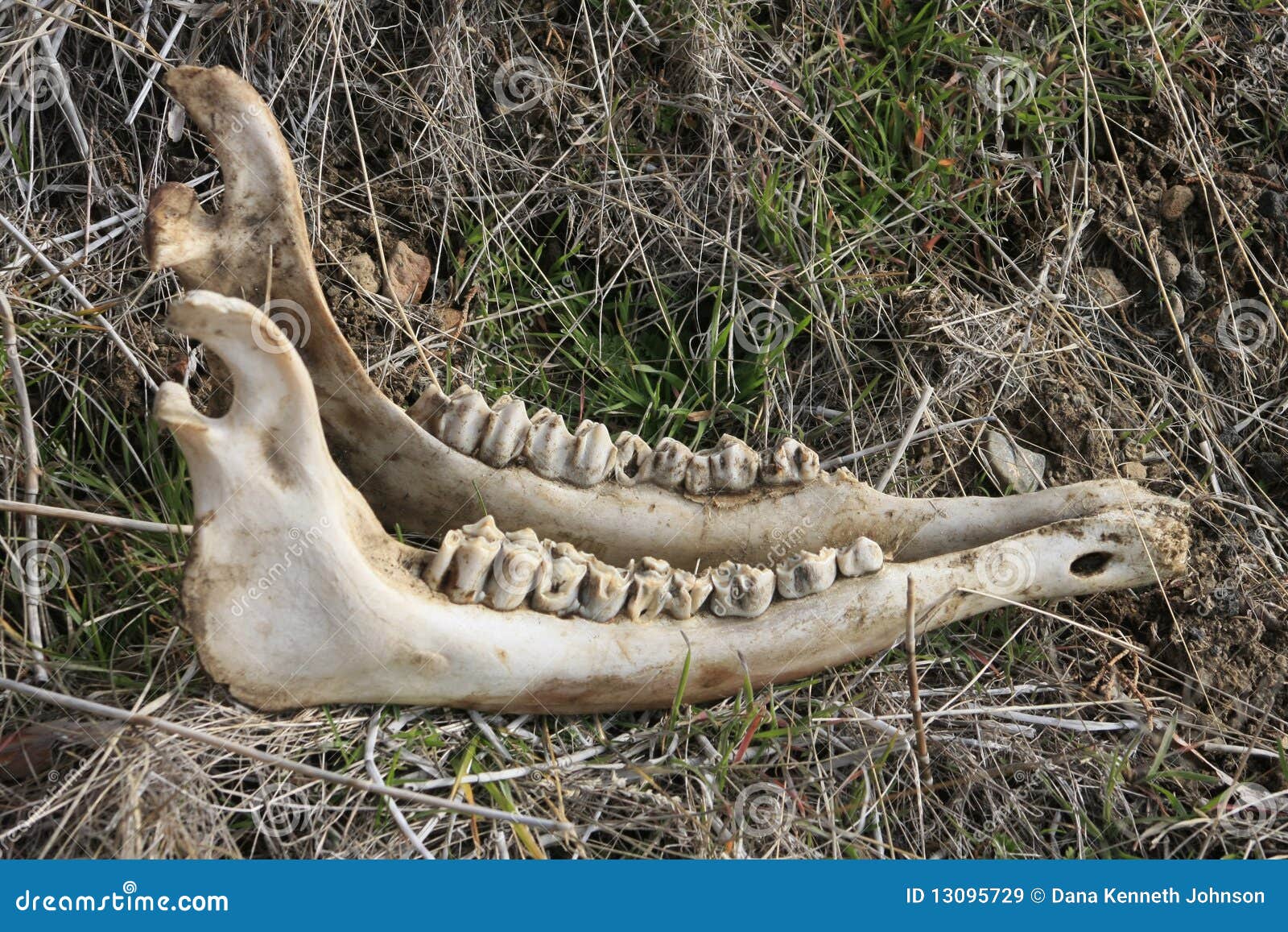 Mandible animal imagem de stock. Imagem de osso, esqueleto - 13095729