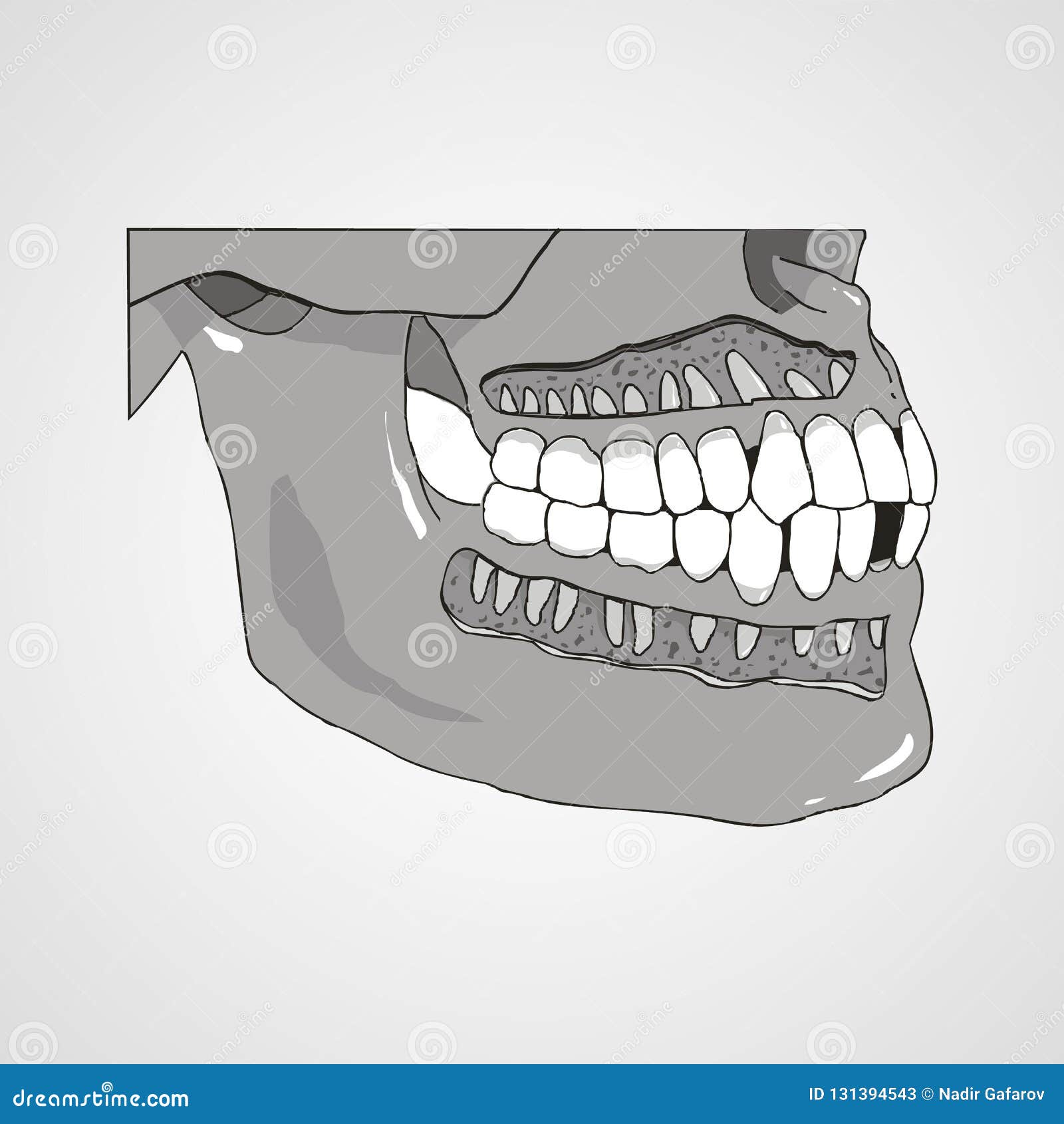Female Mandible - Jaw Anatomy Royalty-Free Stock Image | CartoonDealer ...