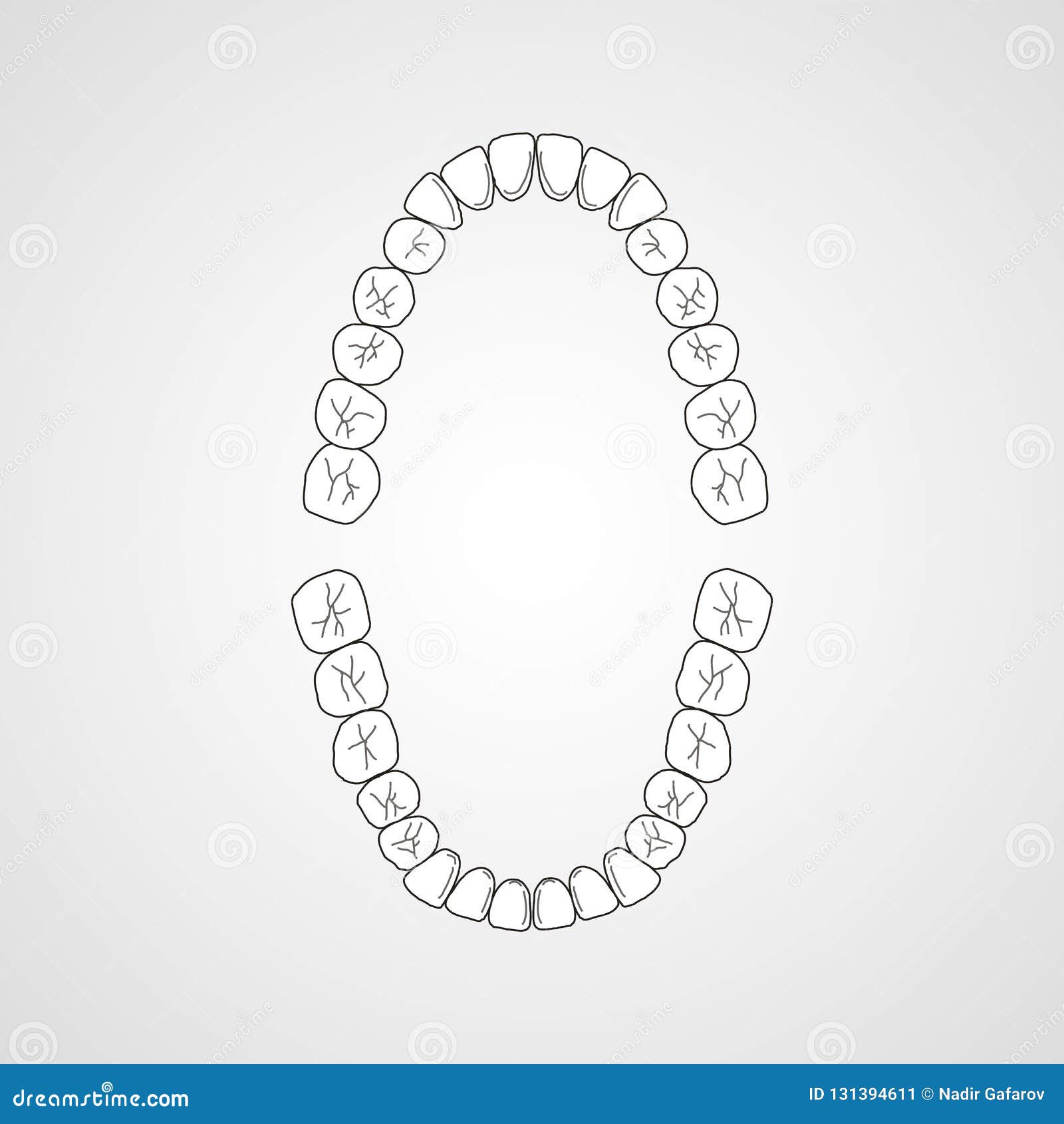 Female Mandible - Jaw Anatomy Royalty-Free Stock Image | CartoonDealer ...