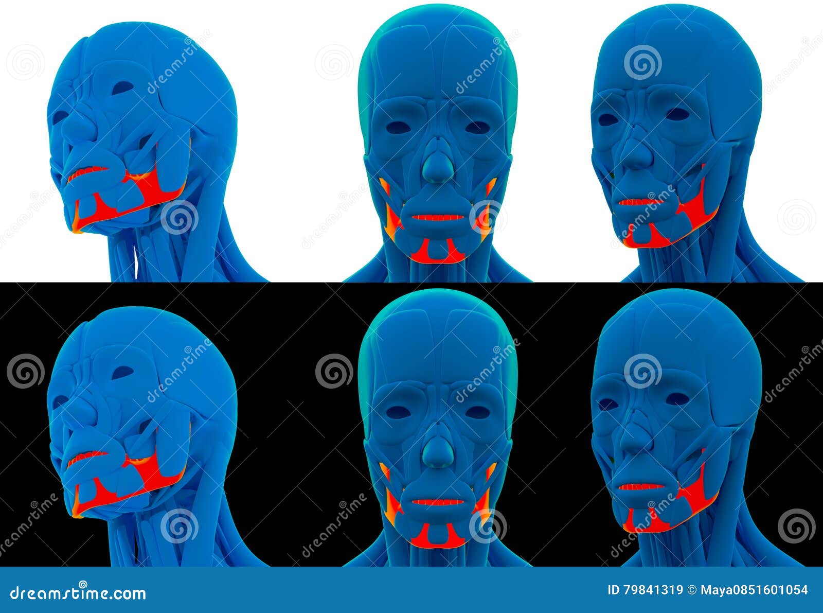 Mandible Vector Illustration | CartoonDealer.com #71444834