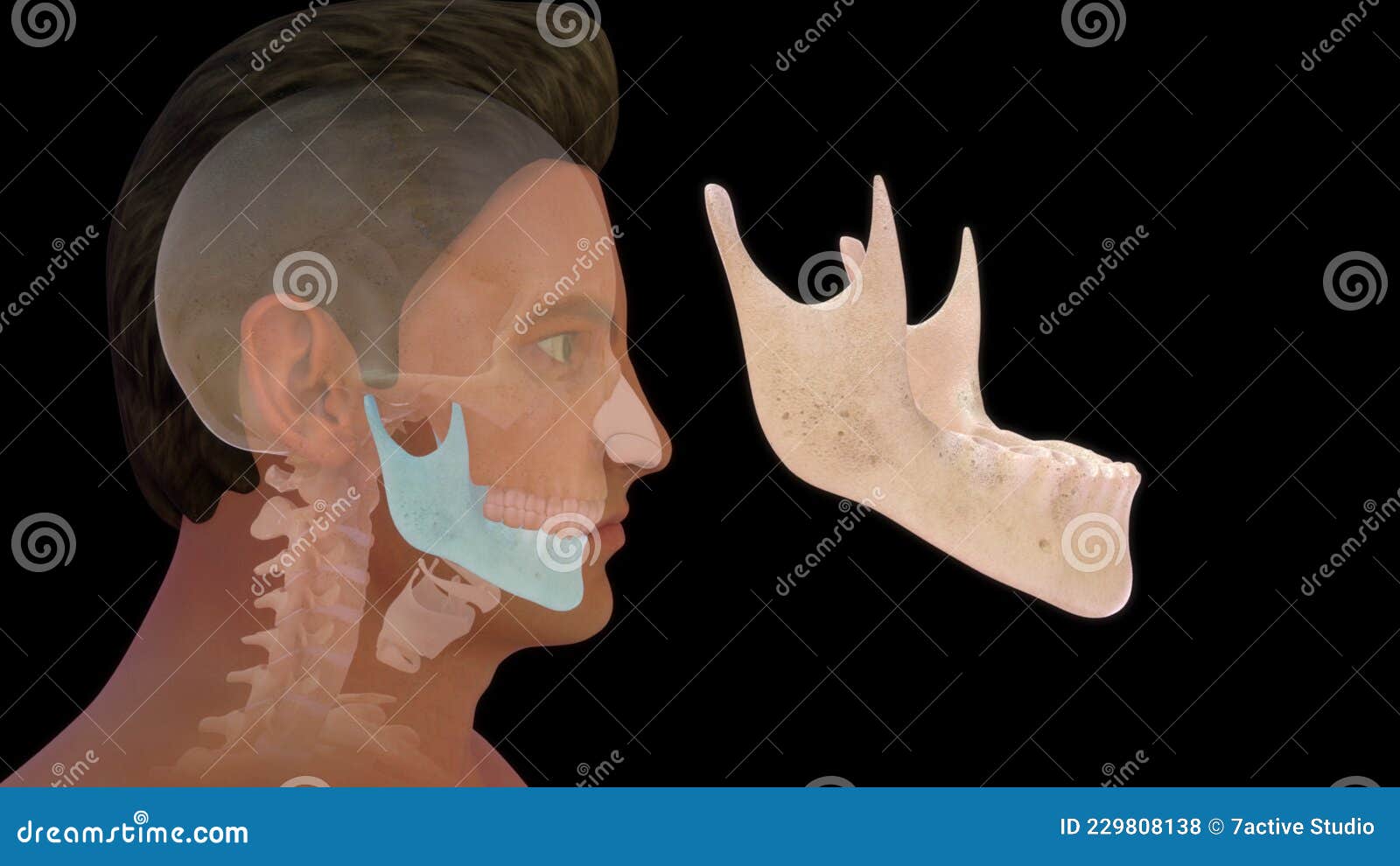 Location of Mandible Bone in Human Stock Illustration - Illustration of ...