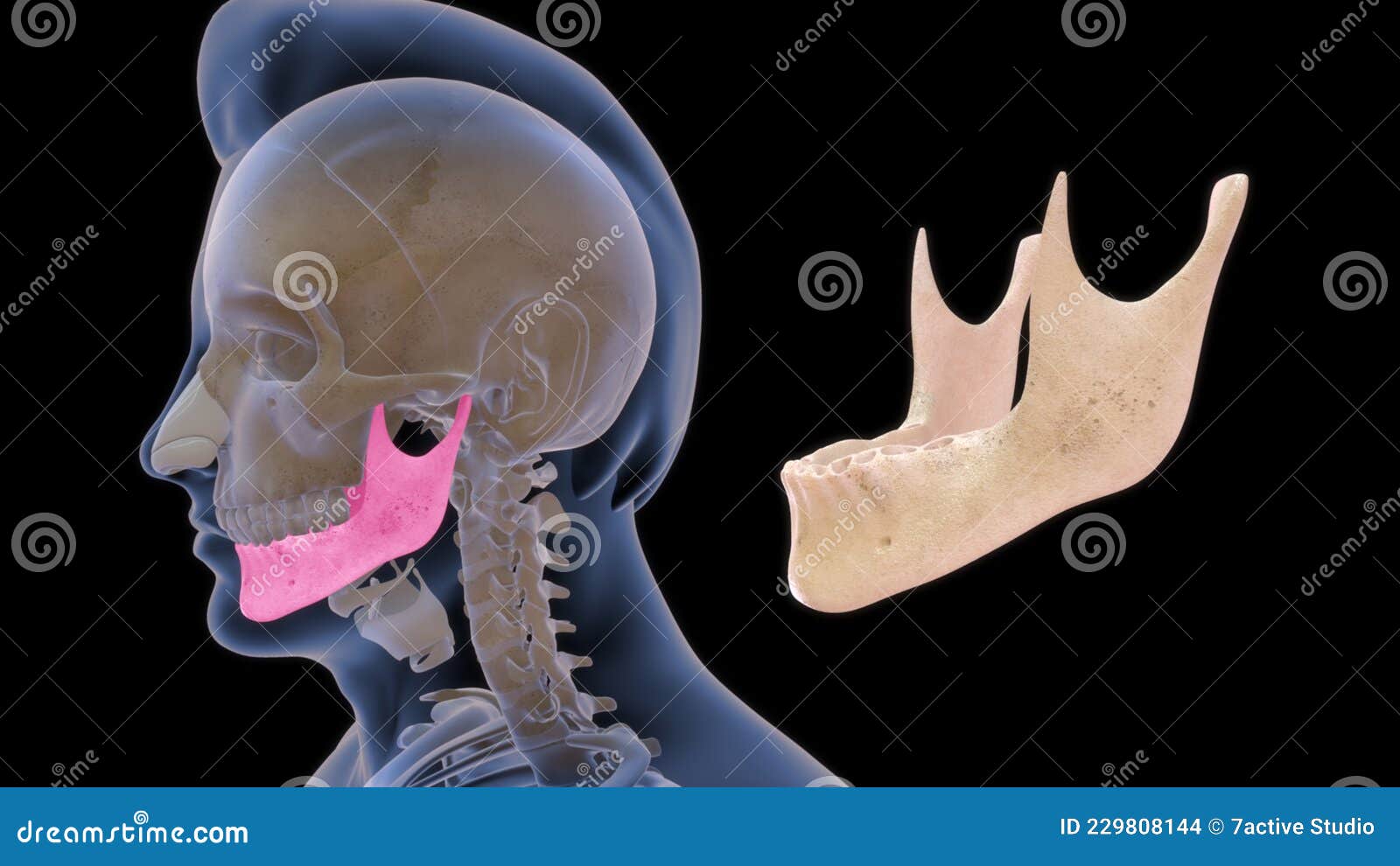 Location of Mandible Bone in Human Stock Illustration - Illustration of ...