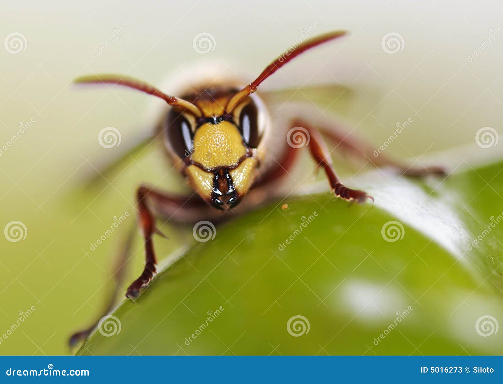 Mandibles stock image. Image of animal, close, mandibles - 5016273