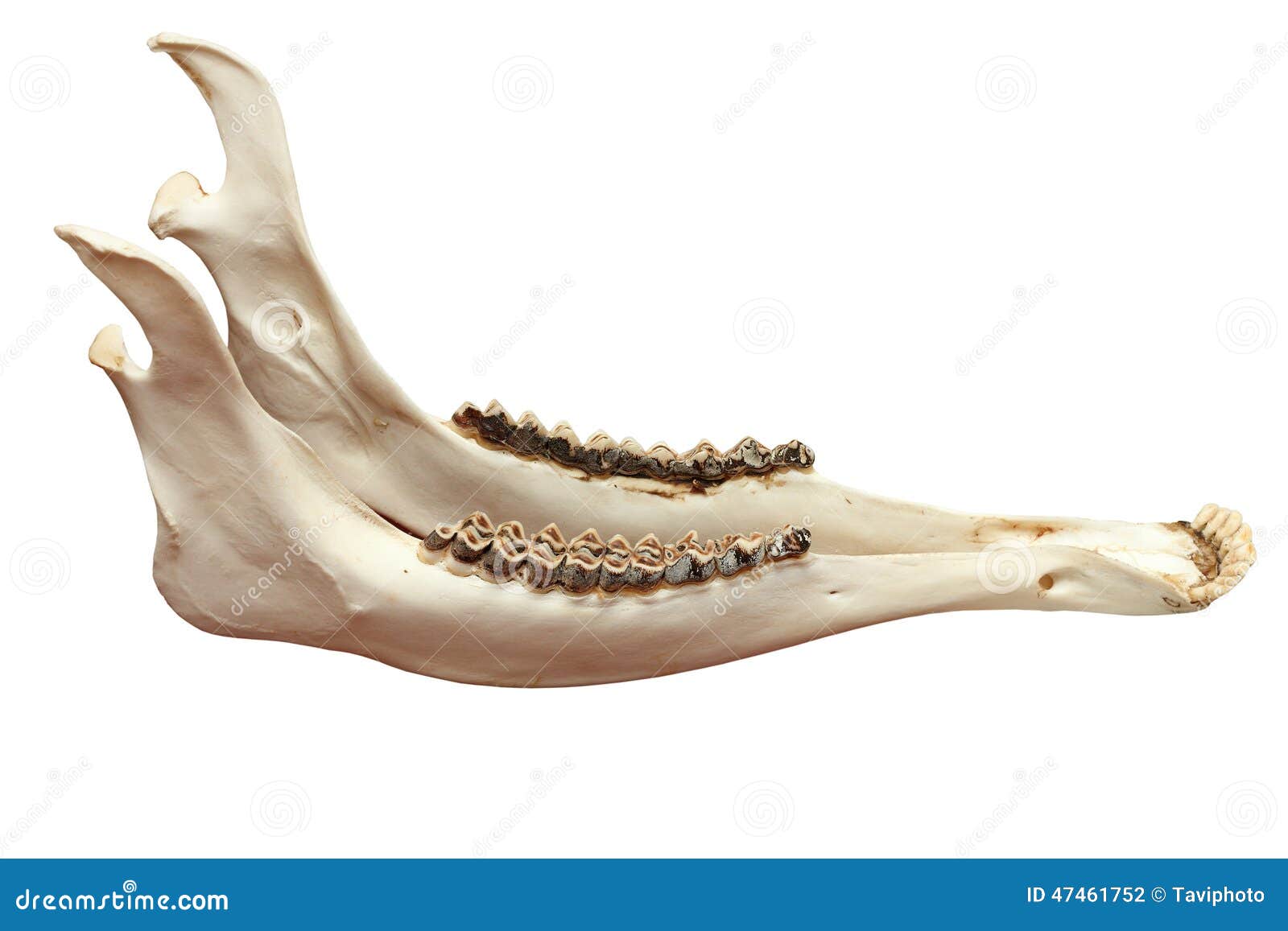 Mandibola Di Cervus Elaphus Fotografia Stock - Immagine di naughty ...