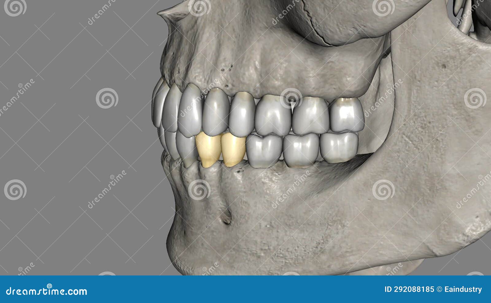 The Mandibular First Premolar is the Tooth Located Laterally from Both ...