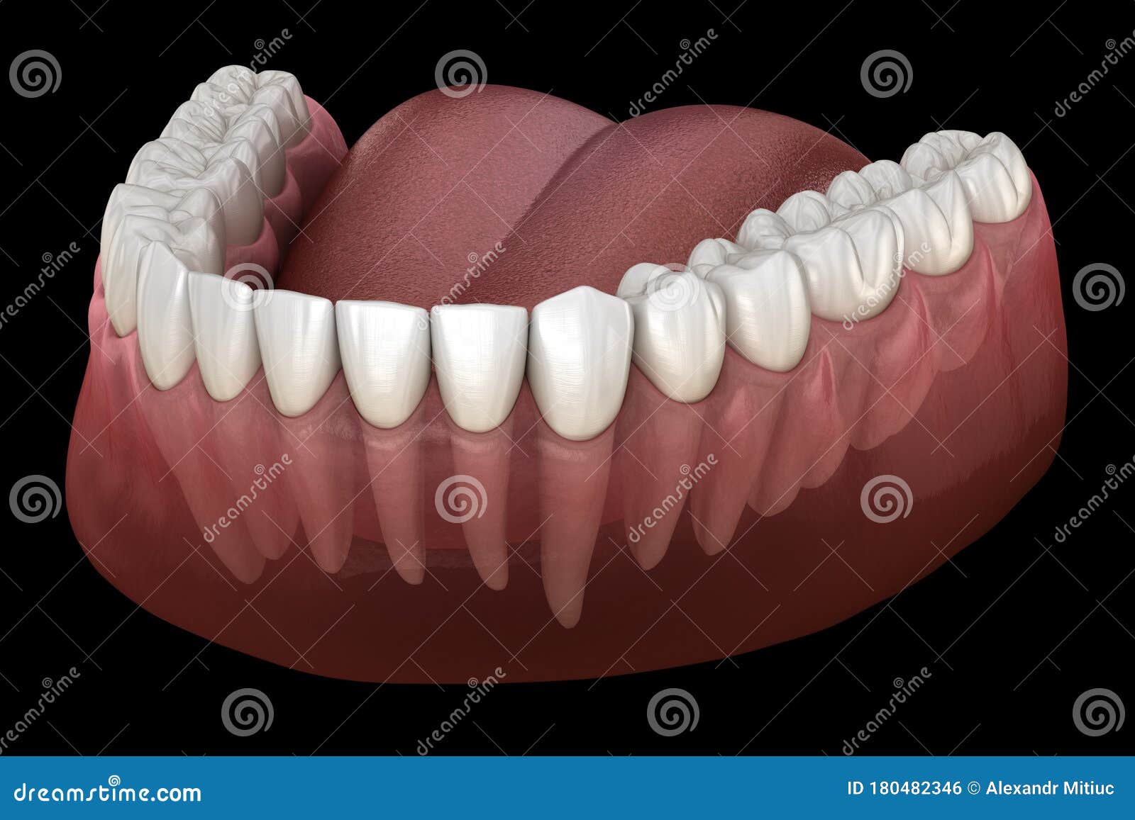 Mandibular Human Gum and Teeth. Medically Accurate Tooth Illustration ...