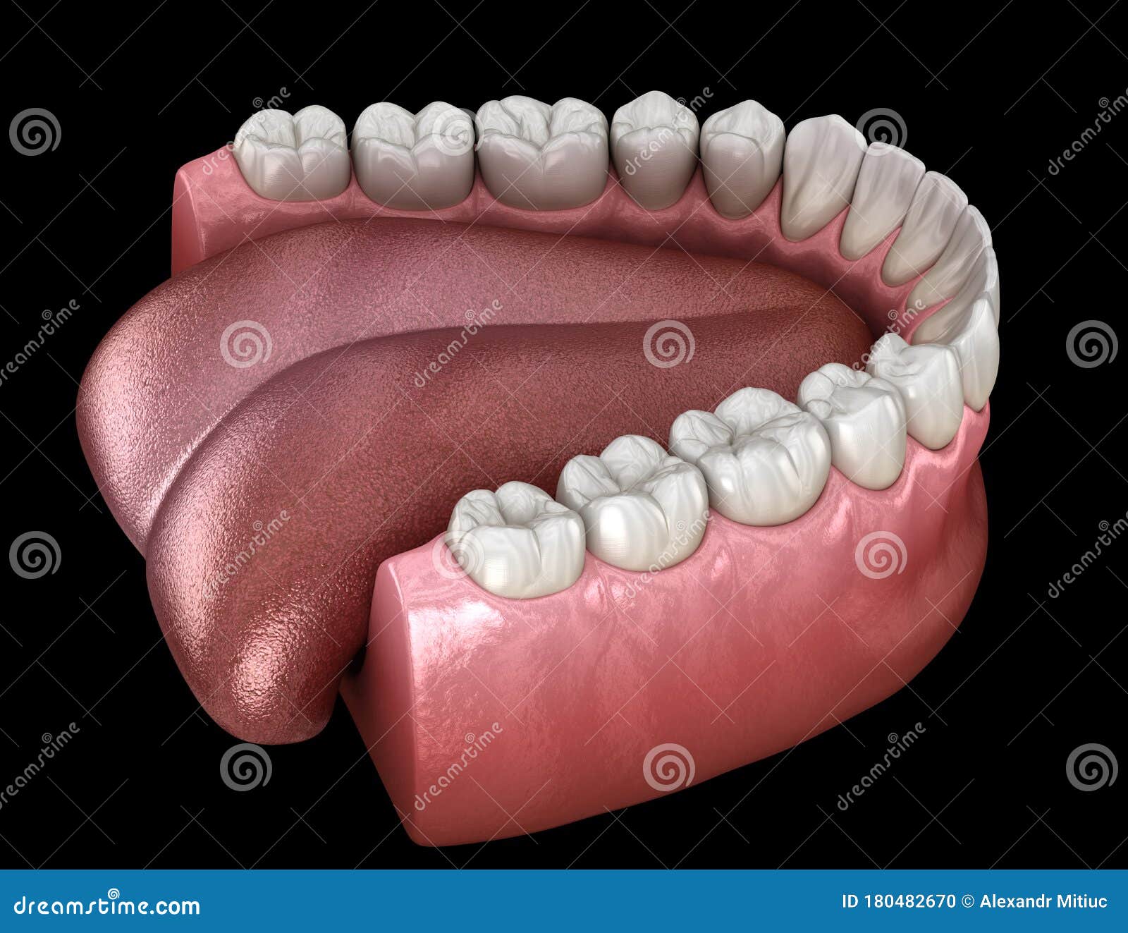 Mandibular Human Gum and Teeth. Medically Accurate Tooth Illustration ...