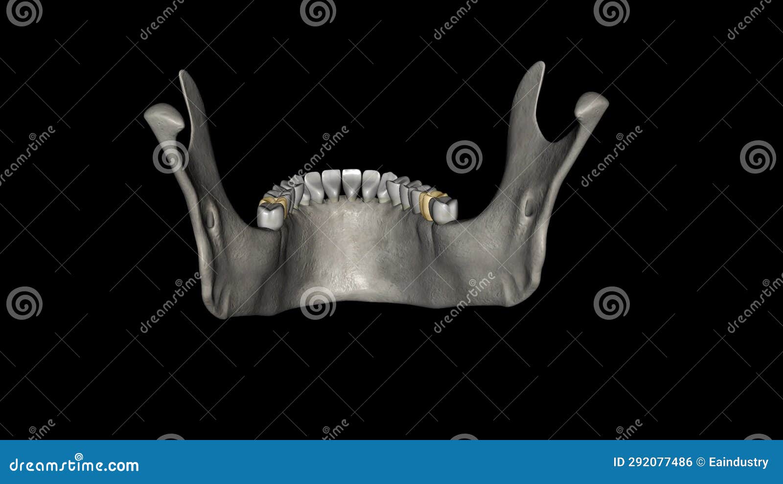 The Mandibular Second Molar Resembles the Mandibular First Permanent ...