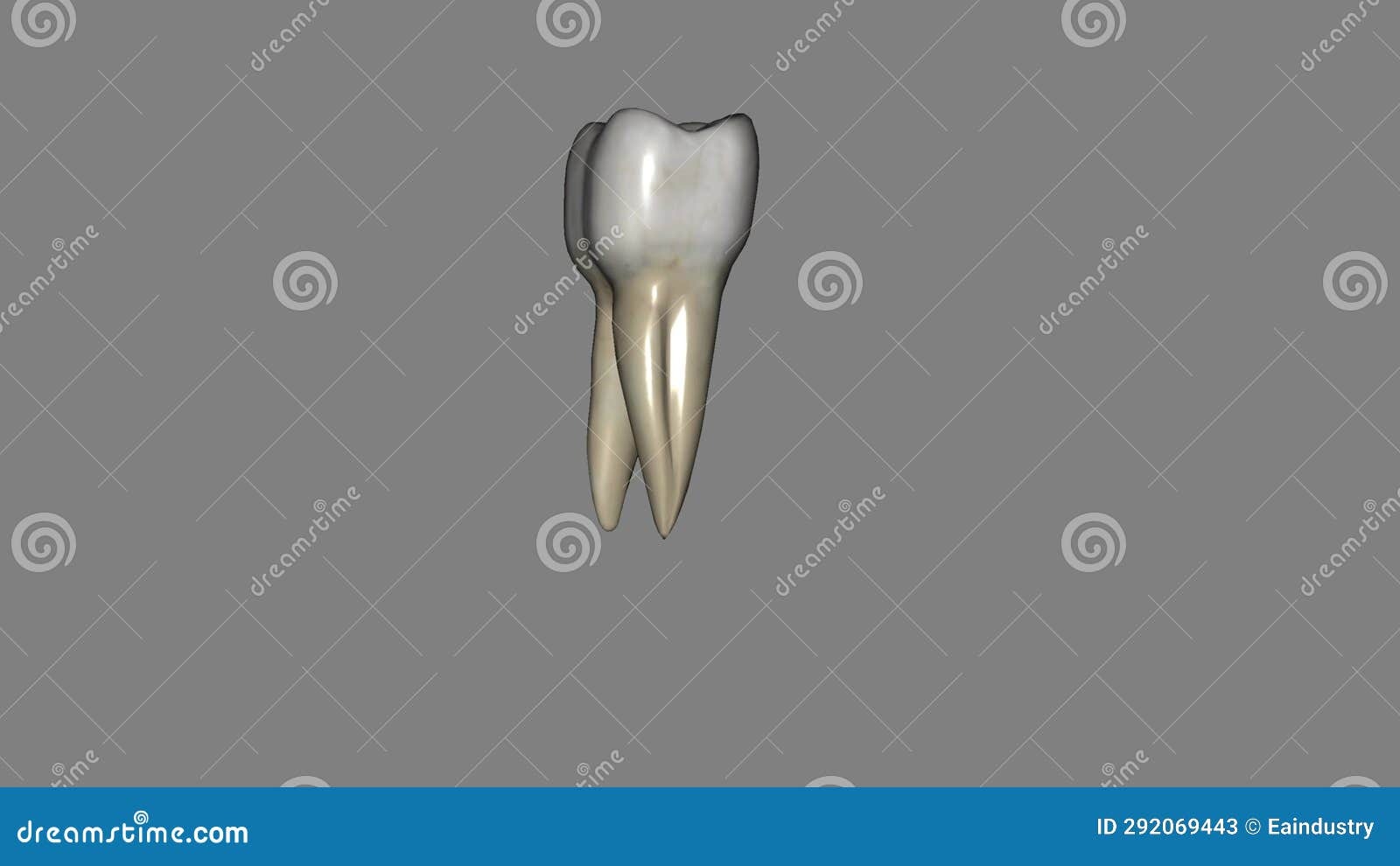 The Mandibular Second Molar Resembles the Mandibular First Permanent ...