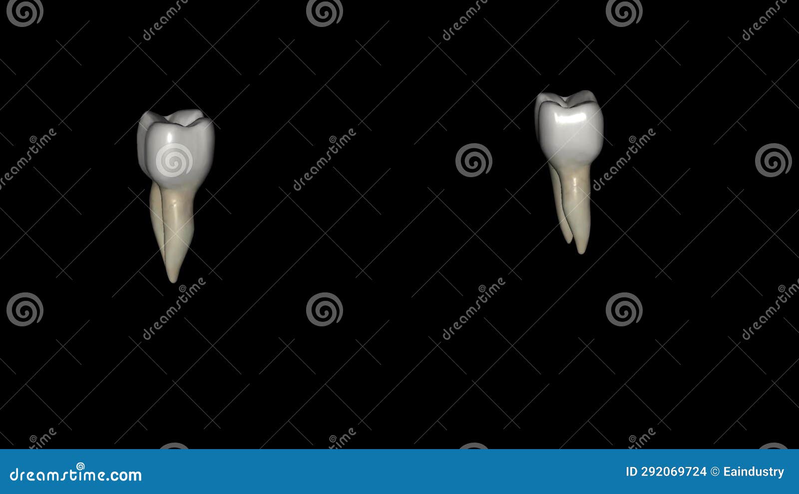 The Mandibular Second Molar Resembles the Mandibular First Permanent ...