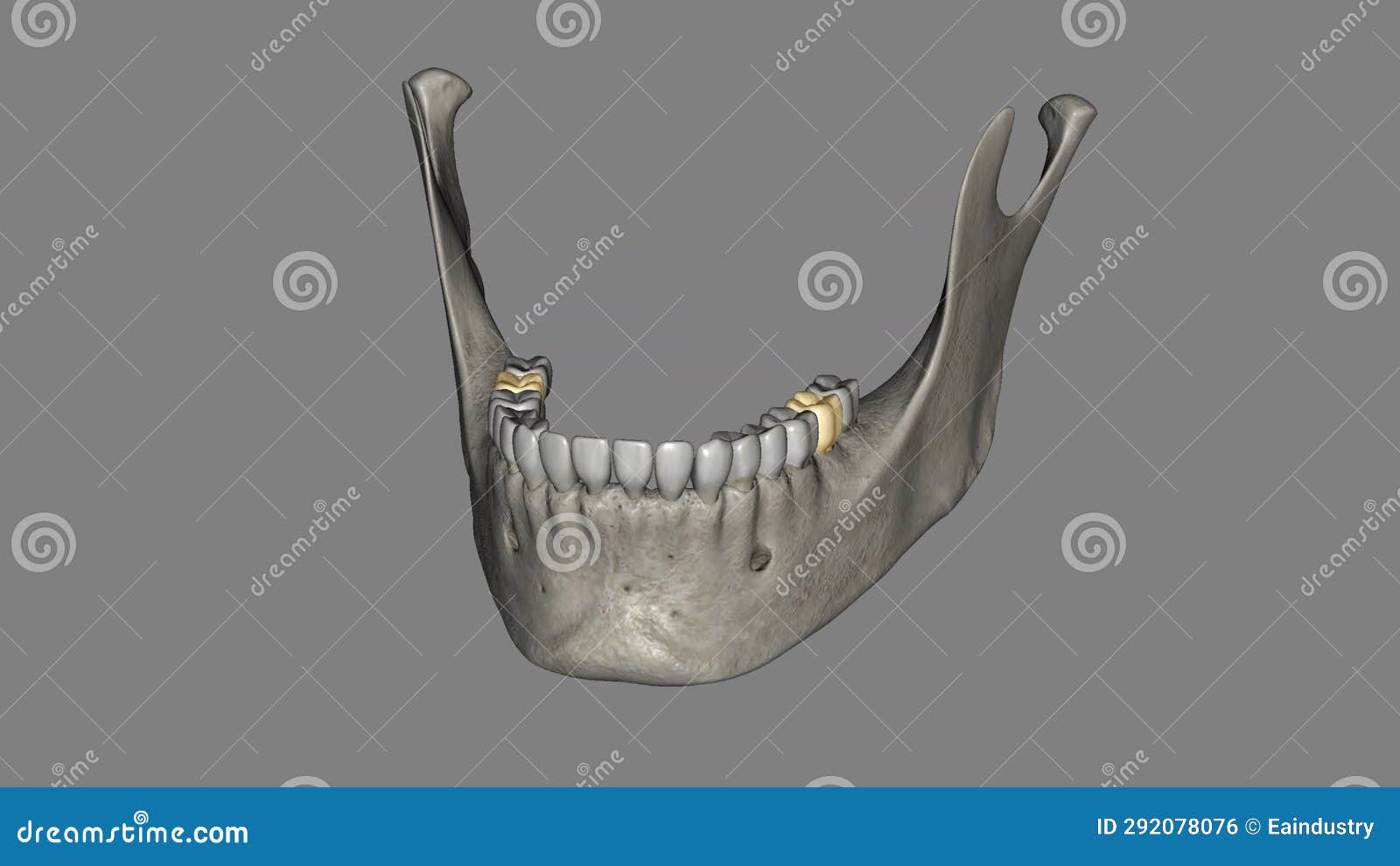 The Mandibular Second Molar Resembles the Mandibular First Permanent ...