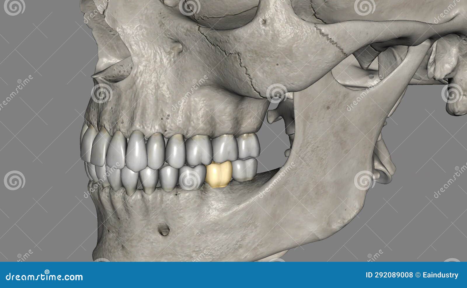 The Mandibular Second Molar Resembles the Mandibular First Permanent ...