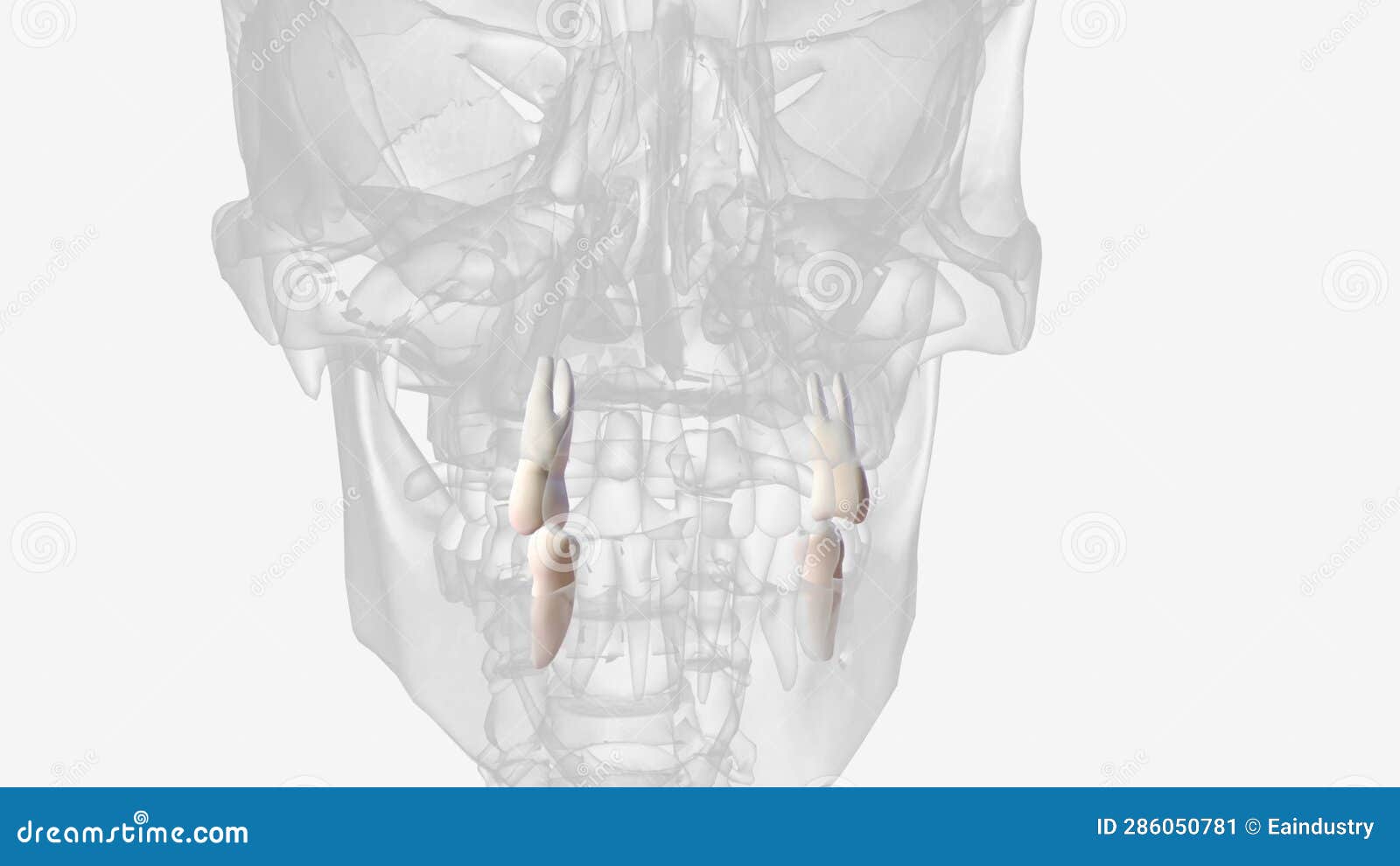 Mandibular Second Premolar Maxillary First Premolar Stock Video - Video ...