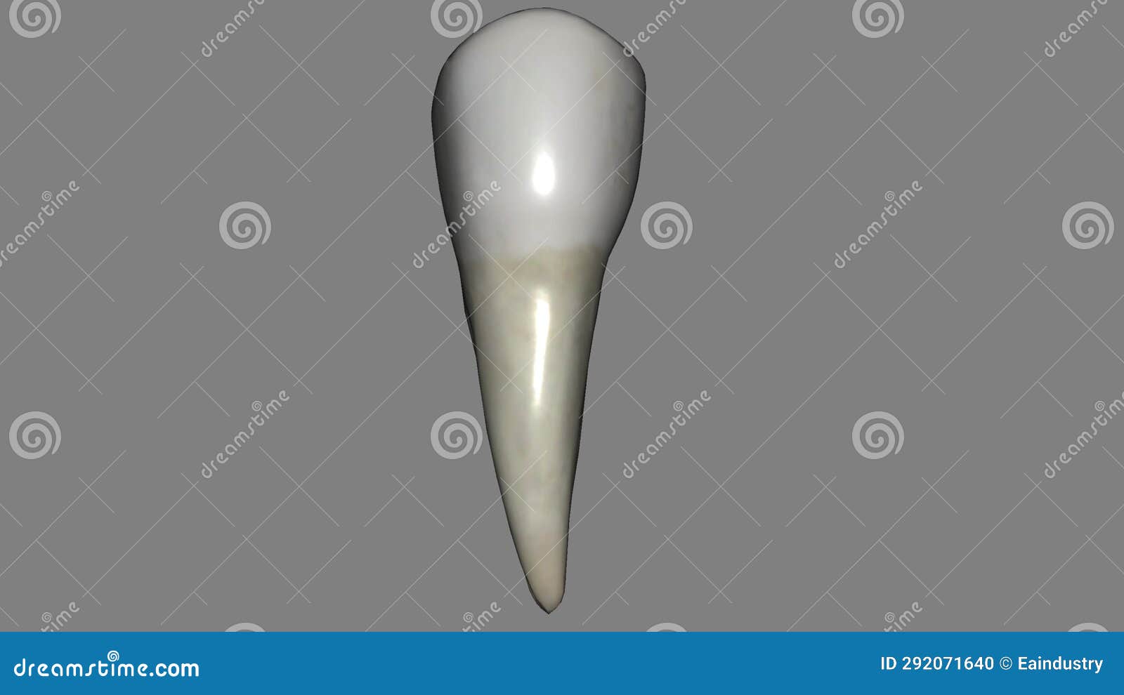 The Mandibular Second Premolar is the Tooth Located Distally from Both ...