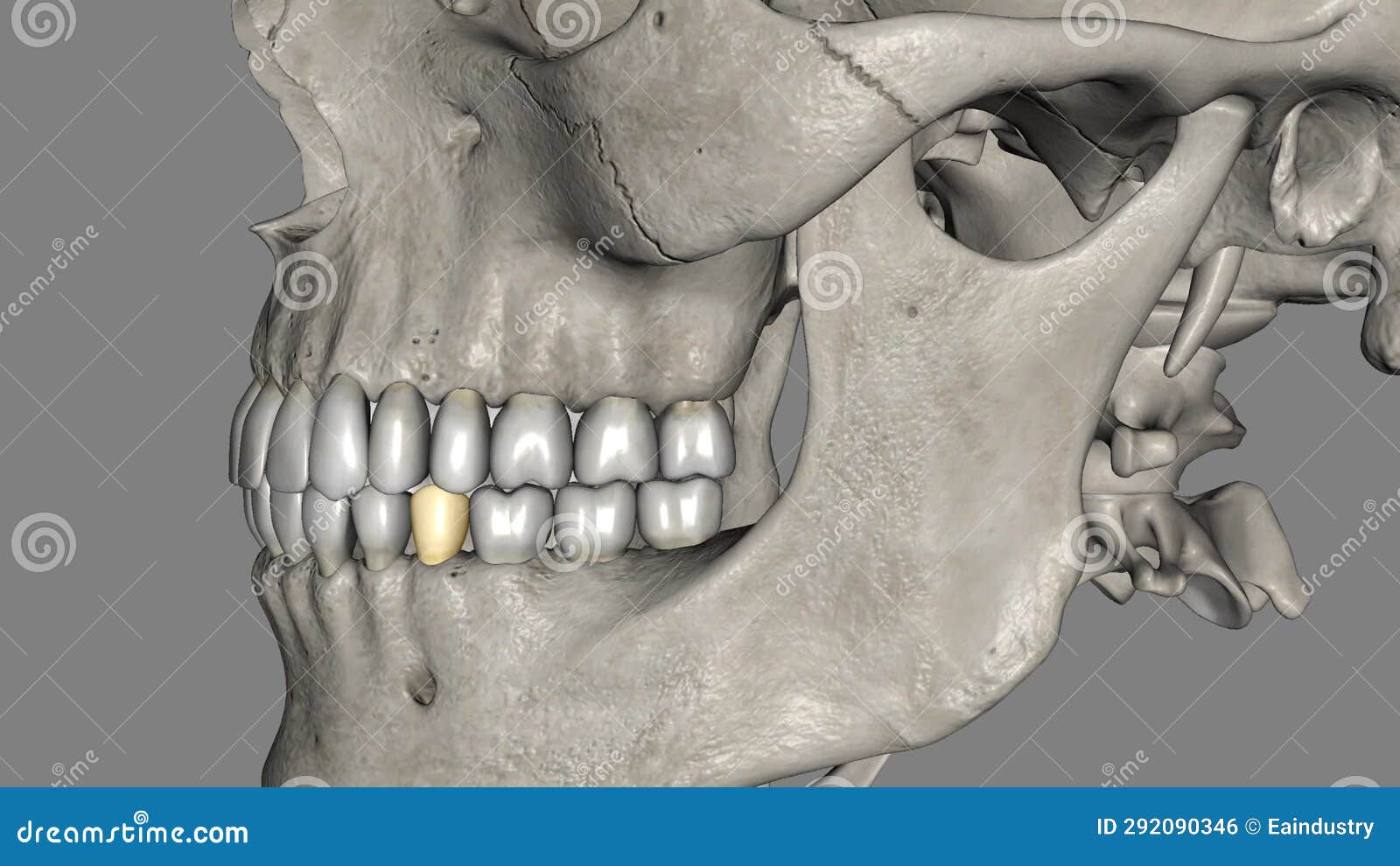The Mandibular Second Premolar is the Tooth Located Distally from Both ...