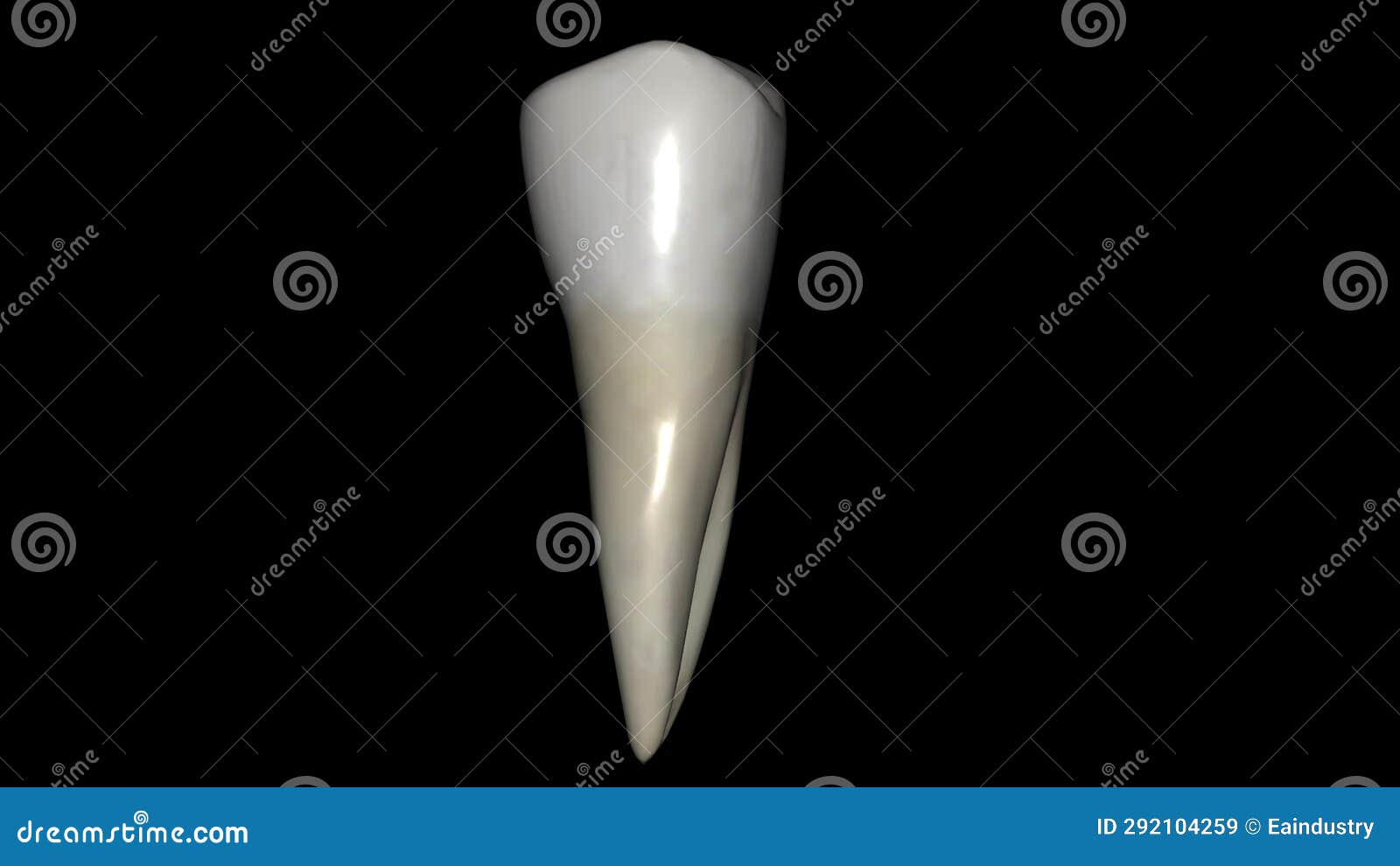The Mandibular Second Premolar is the Tooth Located Distally from Both ...