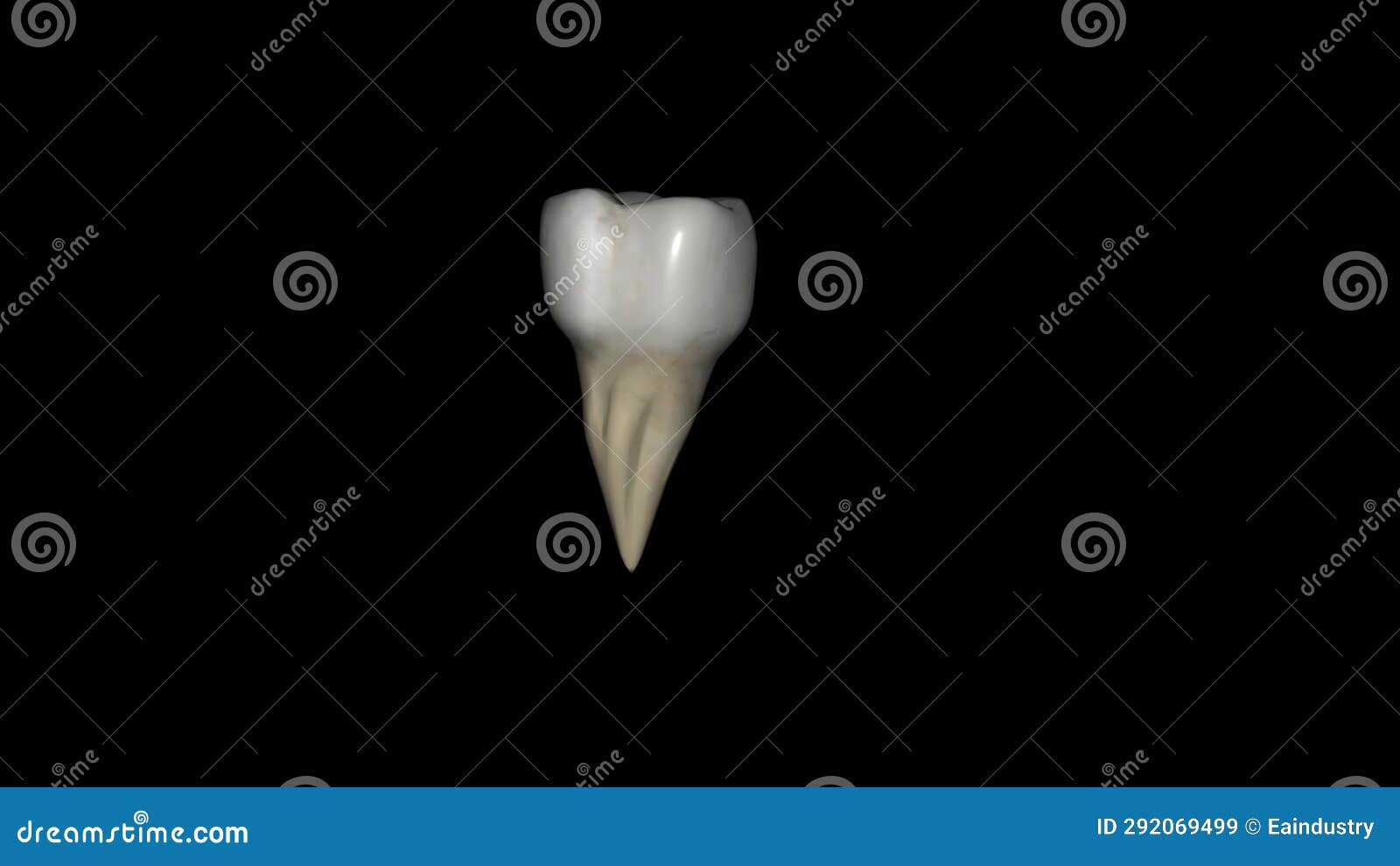 The Mandibular Third Molar is Also Referred As the Wisdom Tooth Stock ...