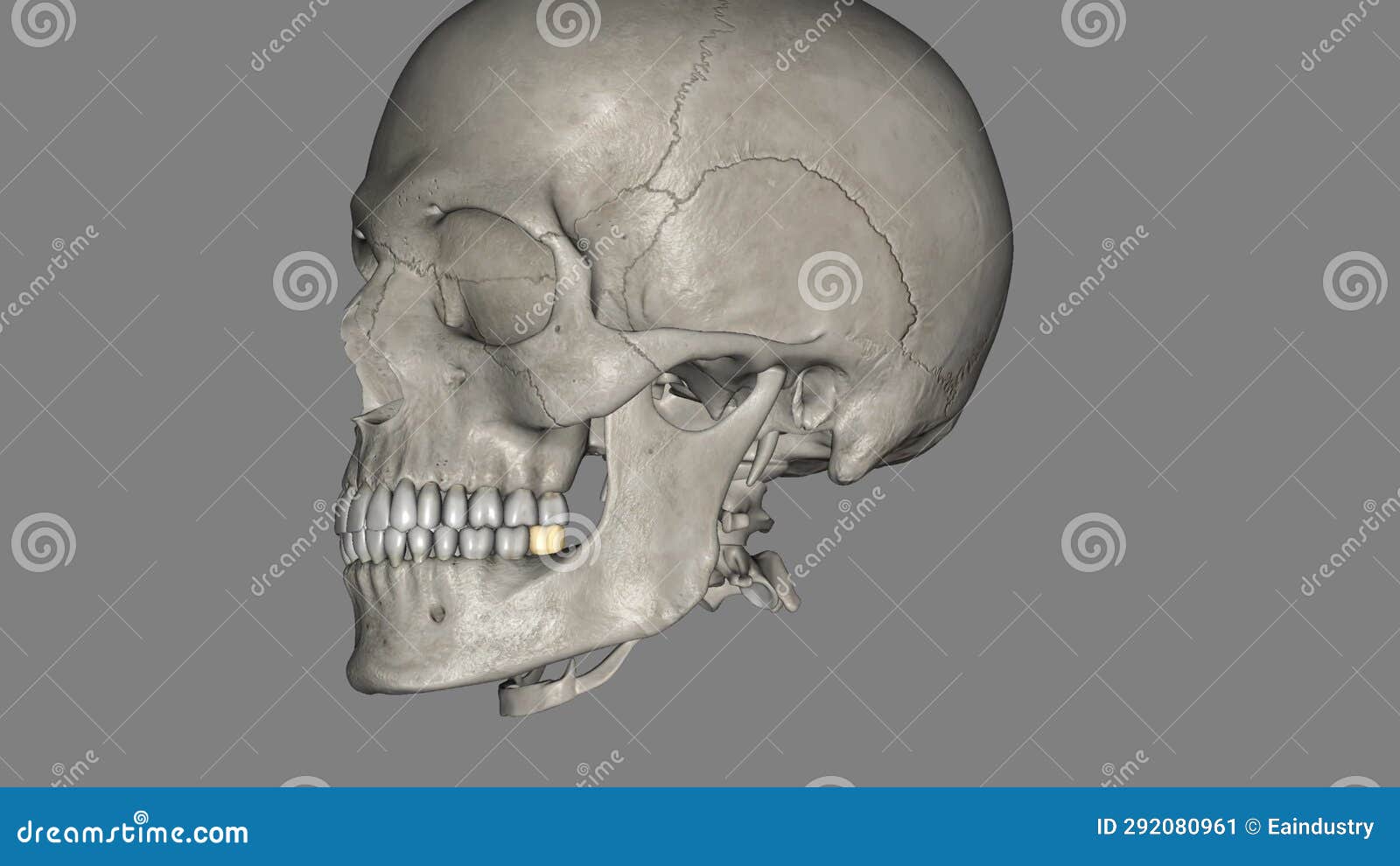 The Mandibular Third Molar is Also Referred As the Wisdom Tooth Stock ...