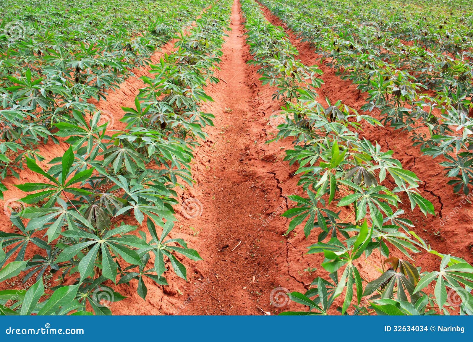 Mandioca foto de archivo. Imagen de mandioca, campo, fondo - 32634034