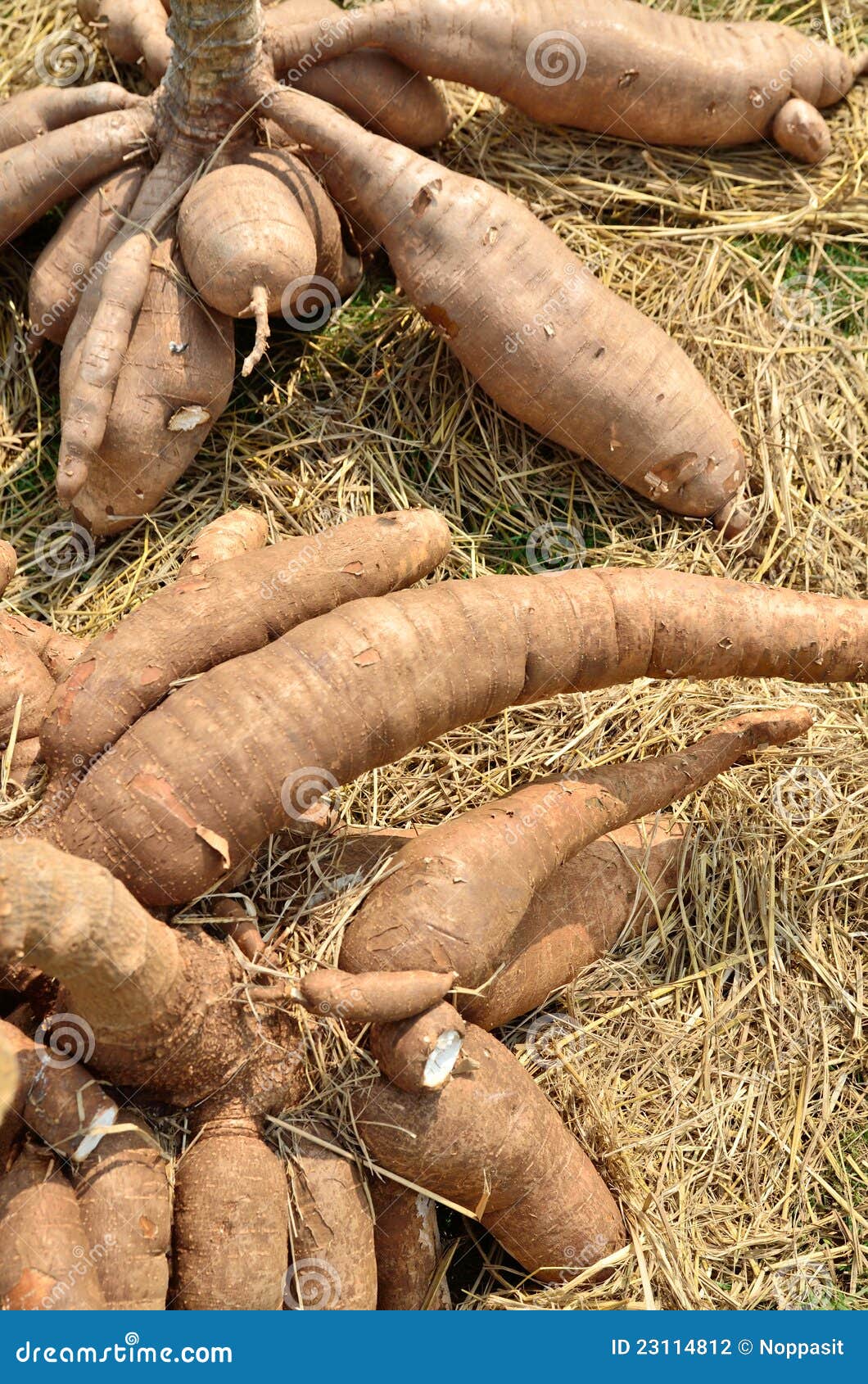 Mandioca crua no feno foto de stock. Imagem de mandioca - 23114812