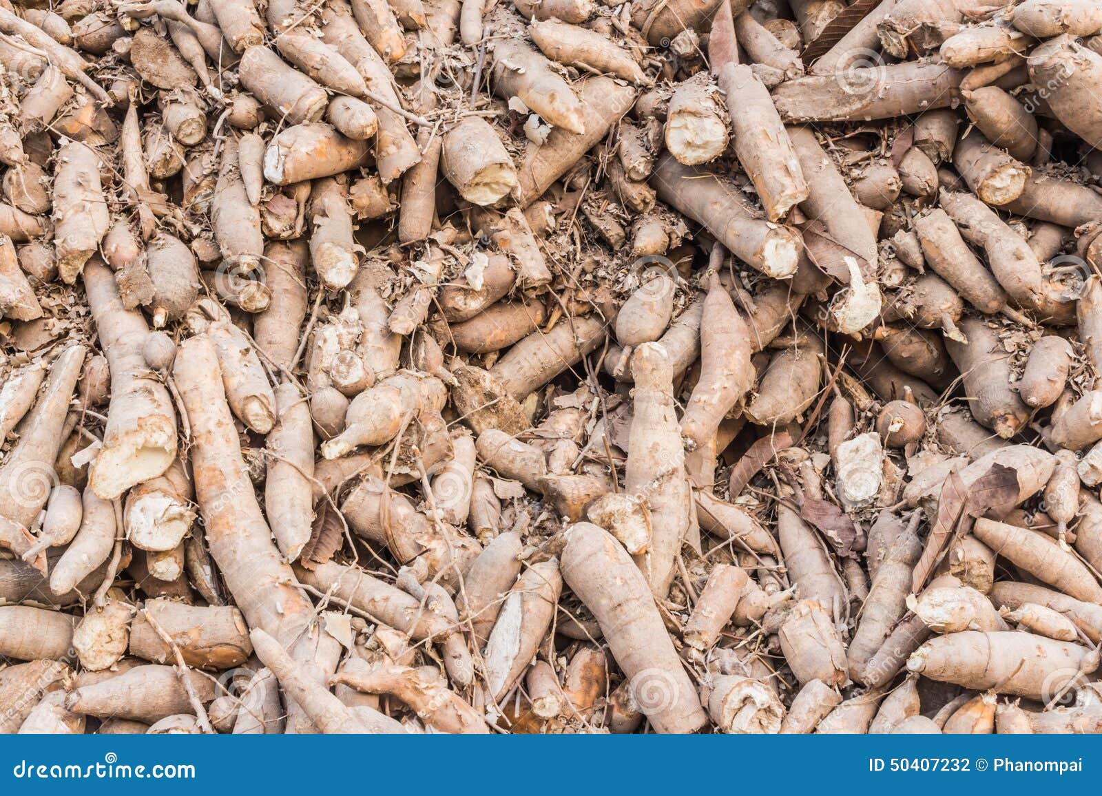 Mandioca, Tapioca, Mandioca Foto de Stock - Imagem de palma, nave: 50407232