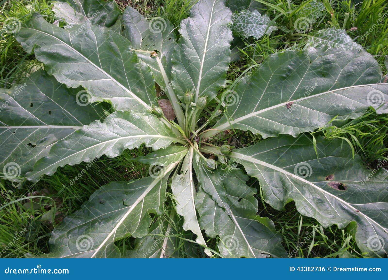 Mandragora de Mandrake foto de stock. Imagem de chamado - 43382786