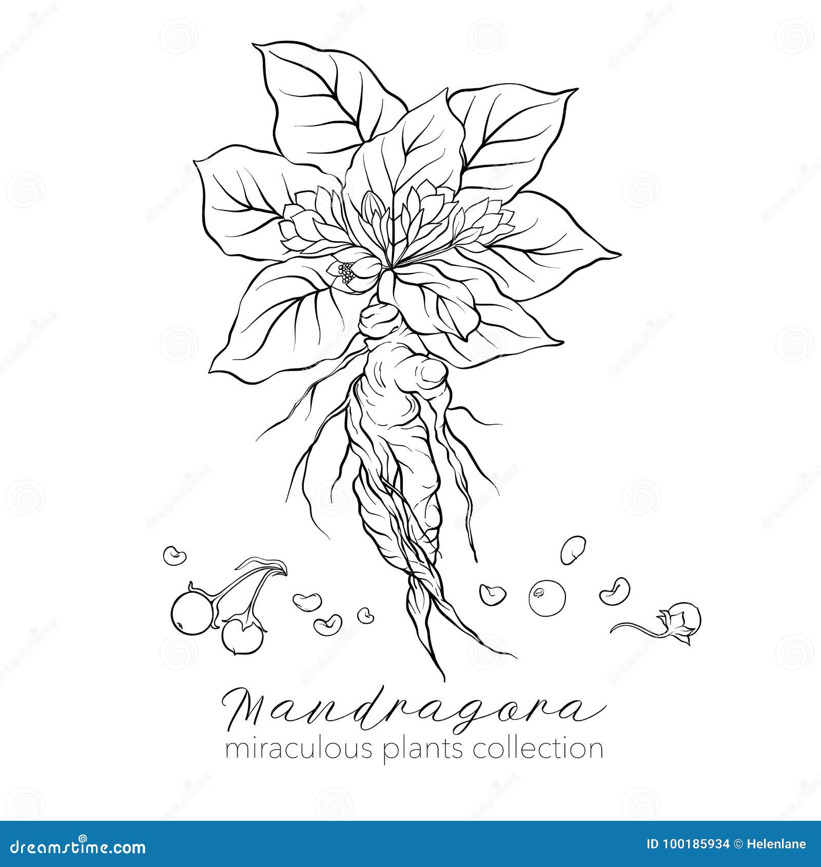 Mandragora Plant Silhouette Ancient Mythical Fantasy Vector ...