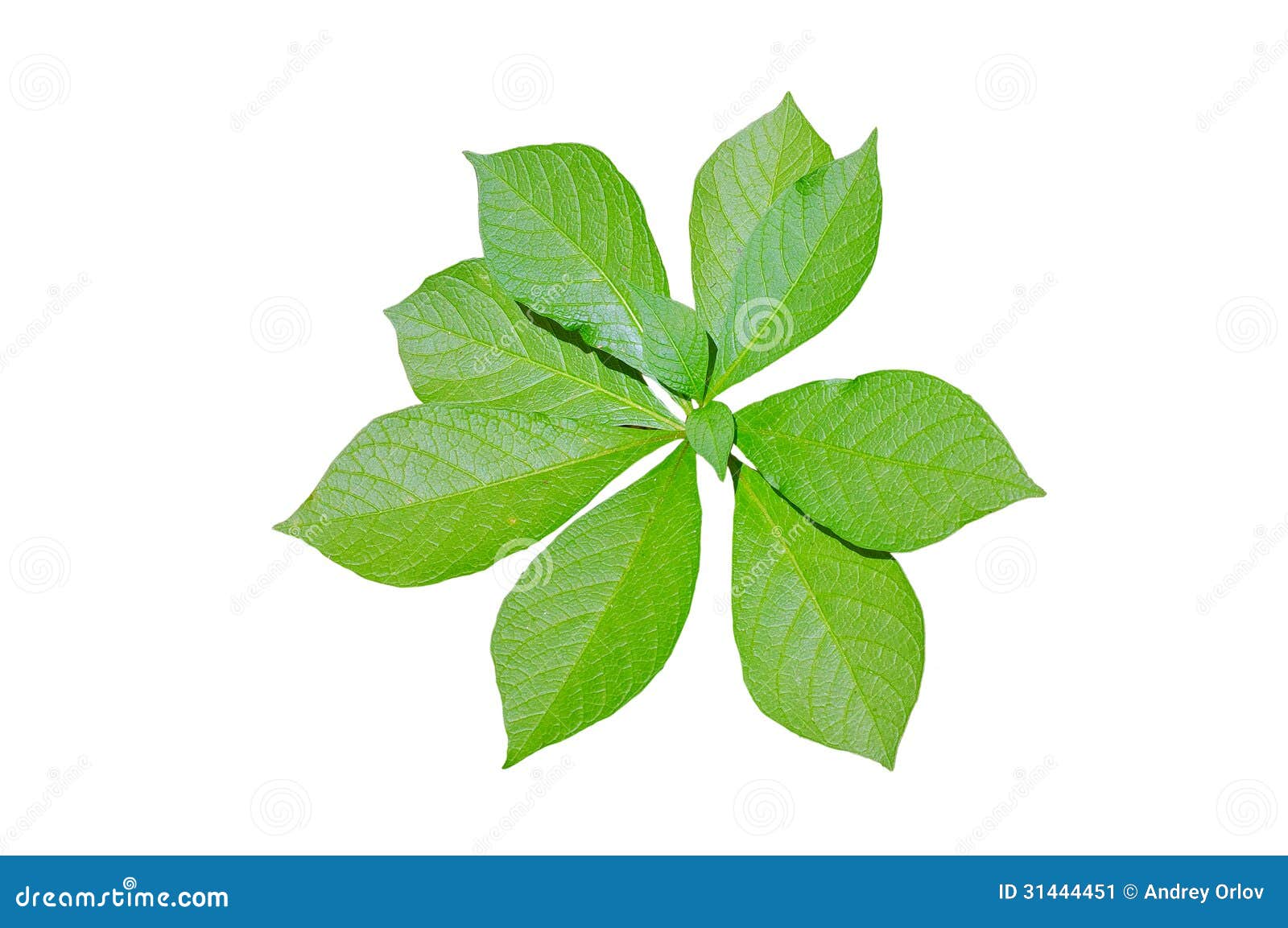 Mandrake Leaves Isolated on White Stock Image - Image of nature, leaves ...
