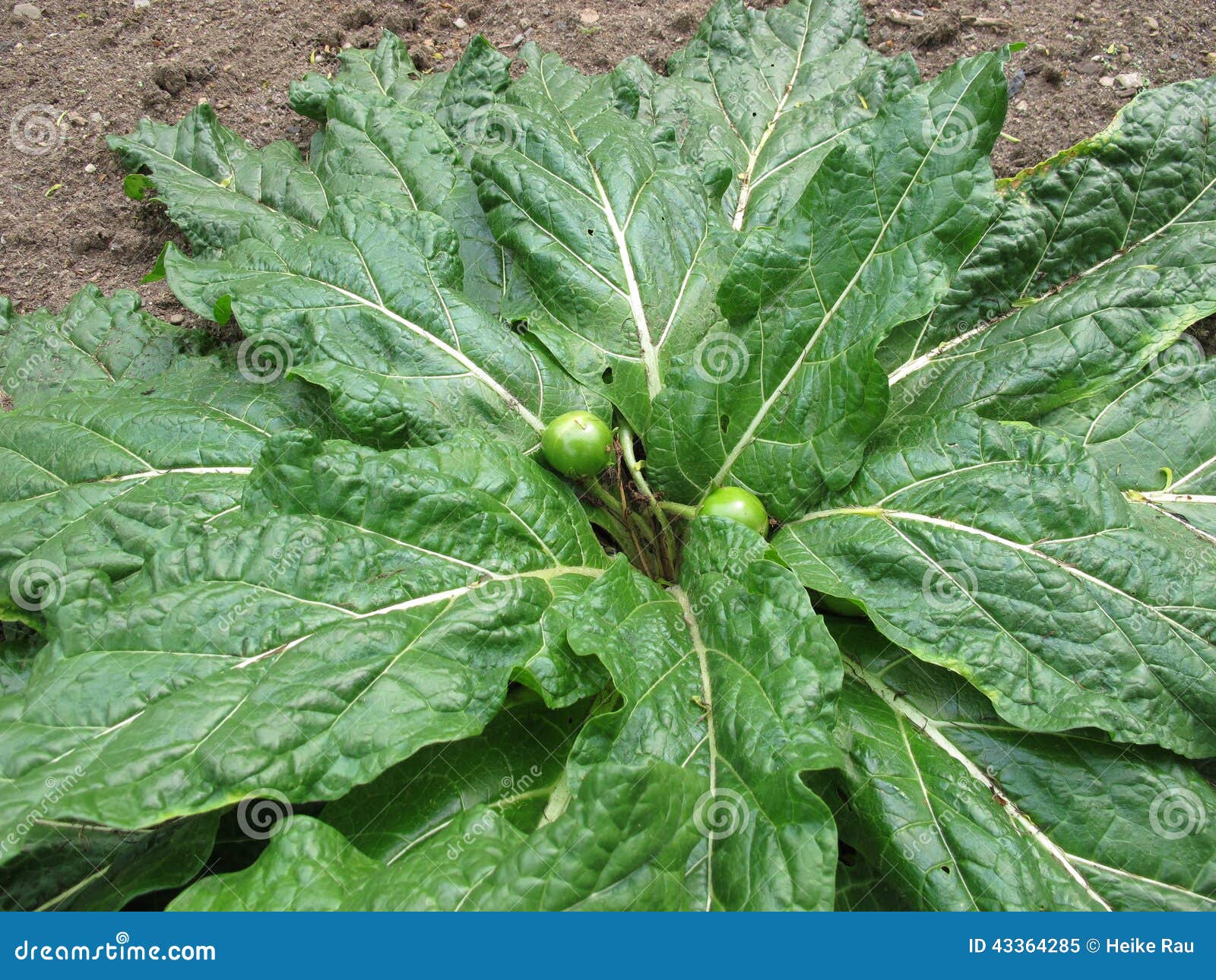 Mandrake, Officinarum Del Mandragora Imagen de archivo - Imagen de ...