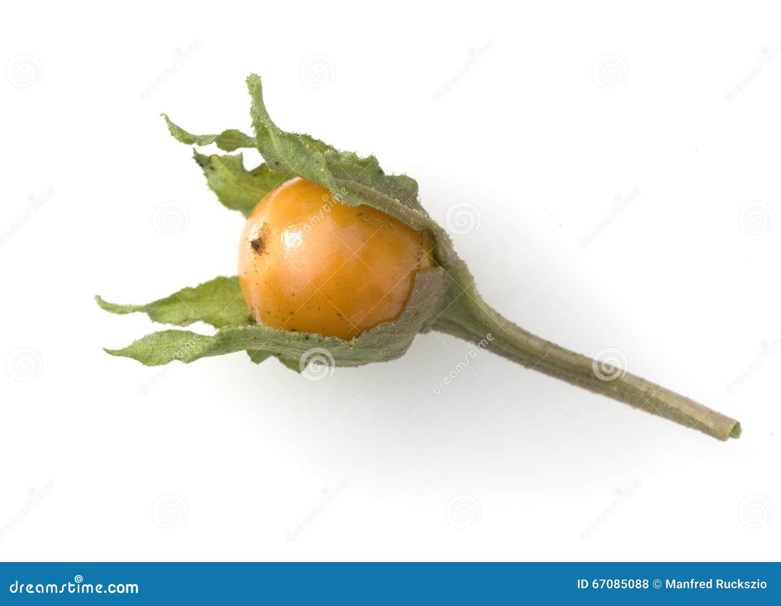 Mandrake Fotos De Stock - Baixe 148 Fotos Royalty Free