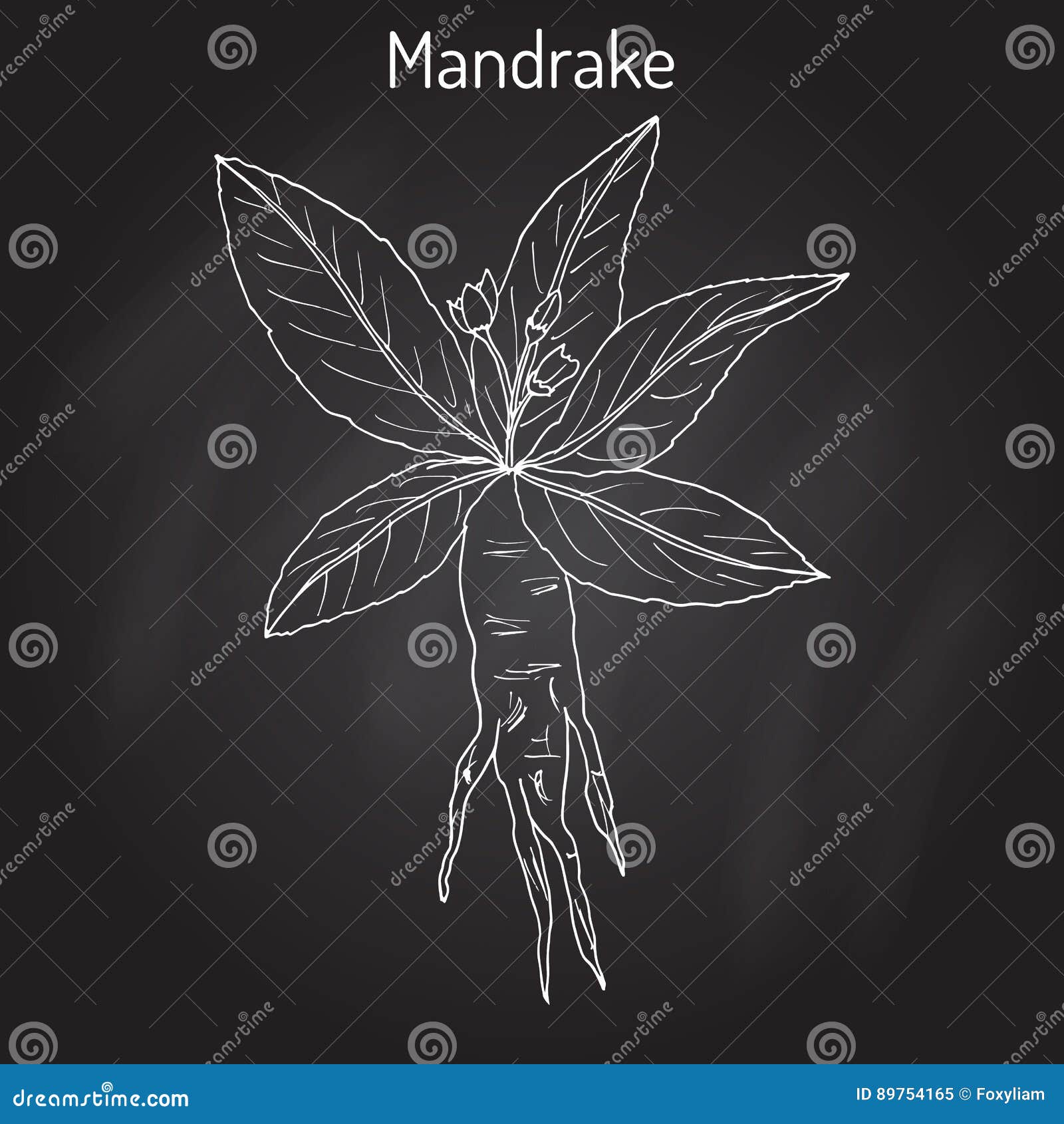 Mandrake Root or Mandragora Officinarum Stock Vector - Illustration of ...