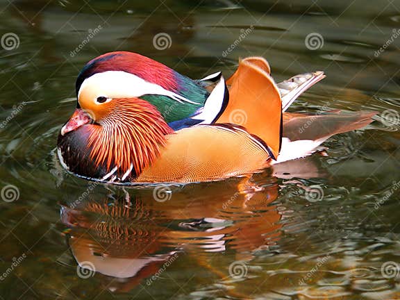 Mandrian Duck 2 stock photo. Image of galericalata, postcard - 80380