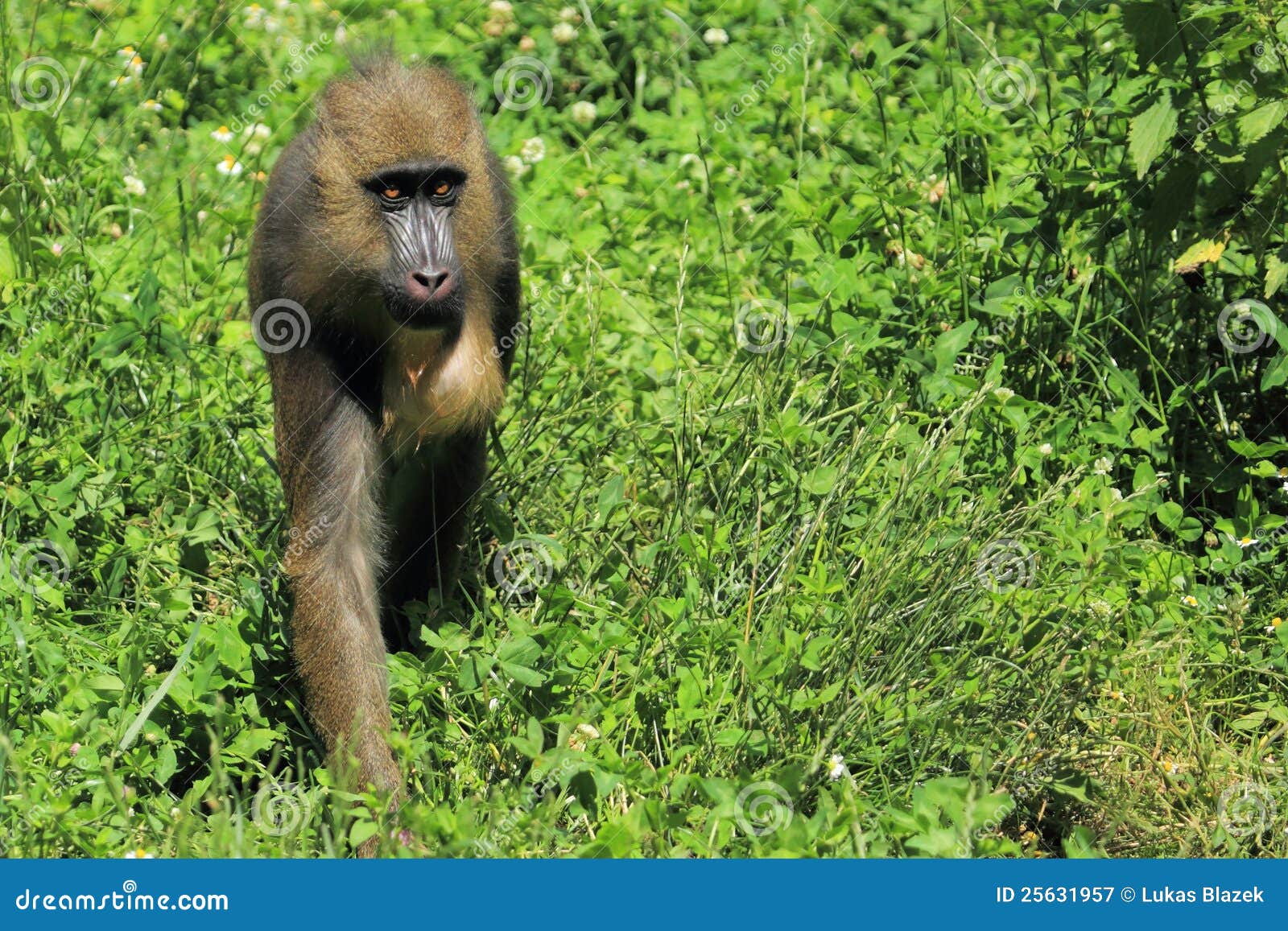 Mandril stock afbeelding. Image of weide, dier, groen - 25631957