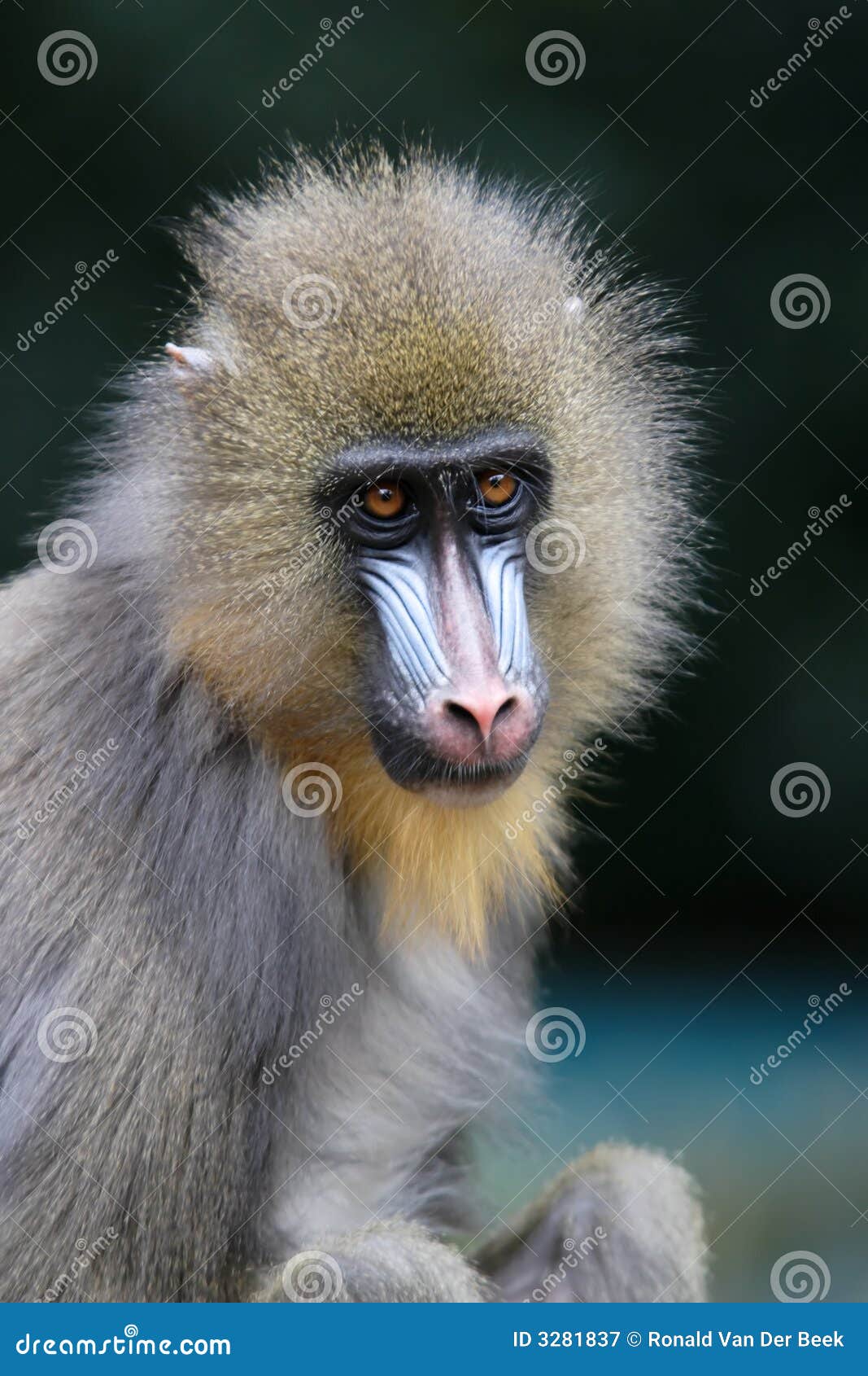 Mandril stock image. Image of mandrillus, nature, sphinx - 3281837