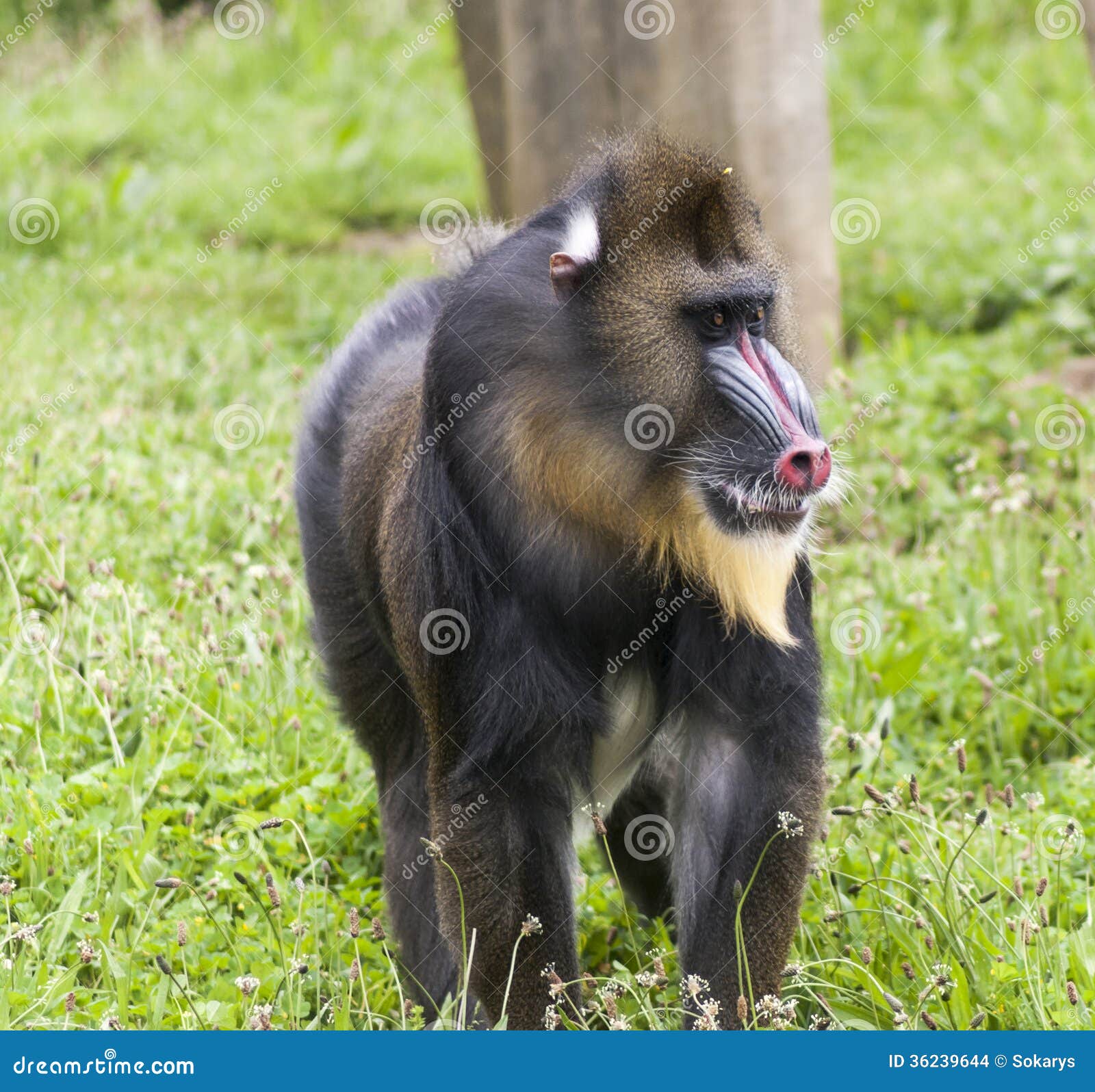 Mandril, Esfinge Del Mandrillus, Mono Foto de archivo - Imagen de ...