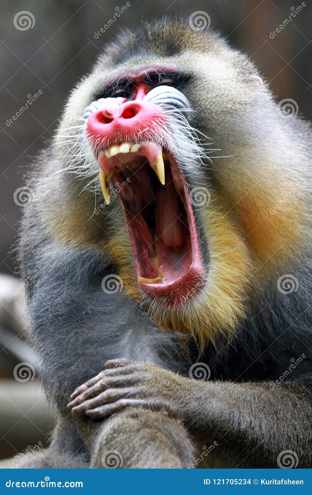 Mandril, Monkey Mandril, Mandrillus Sphinx Stock Photo - Image of face ...