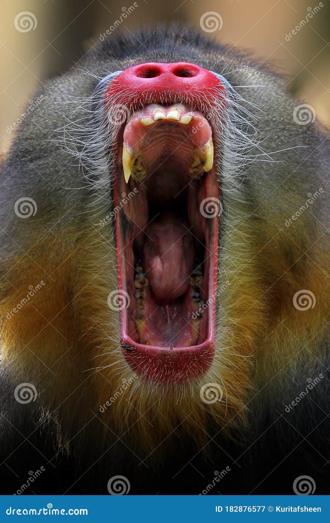 Mandril, Monkey Mandril, Mandrillus Sphinx Closeup Face Stock Image ...