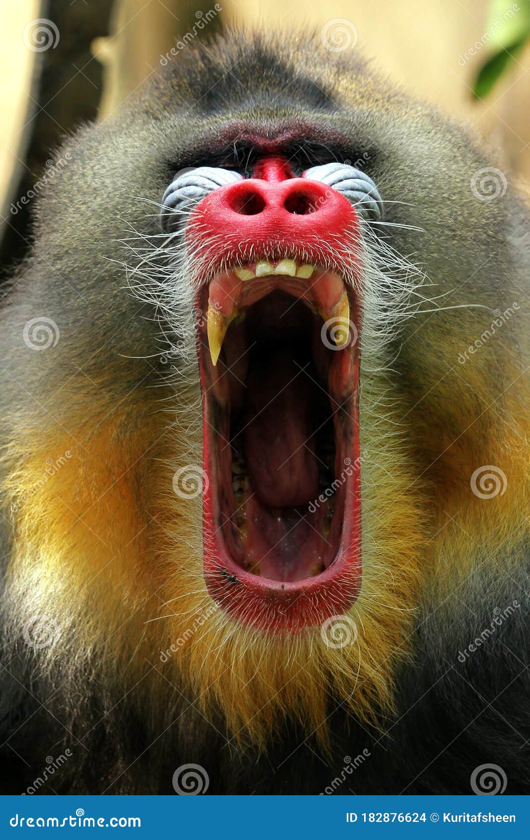 Mandril, Monkey Mandril, Mandrillus Sphinx Closeup Face Stock Photo ...