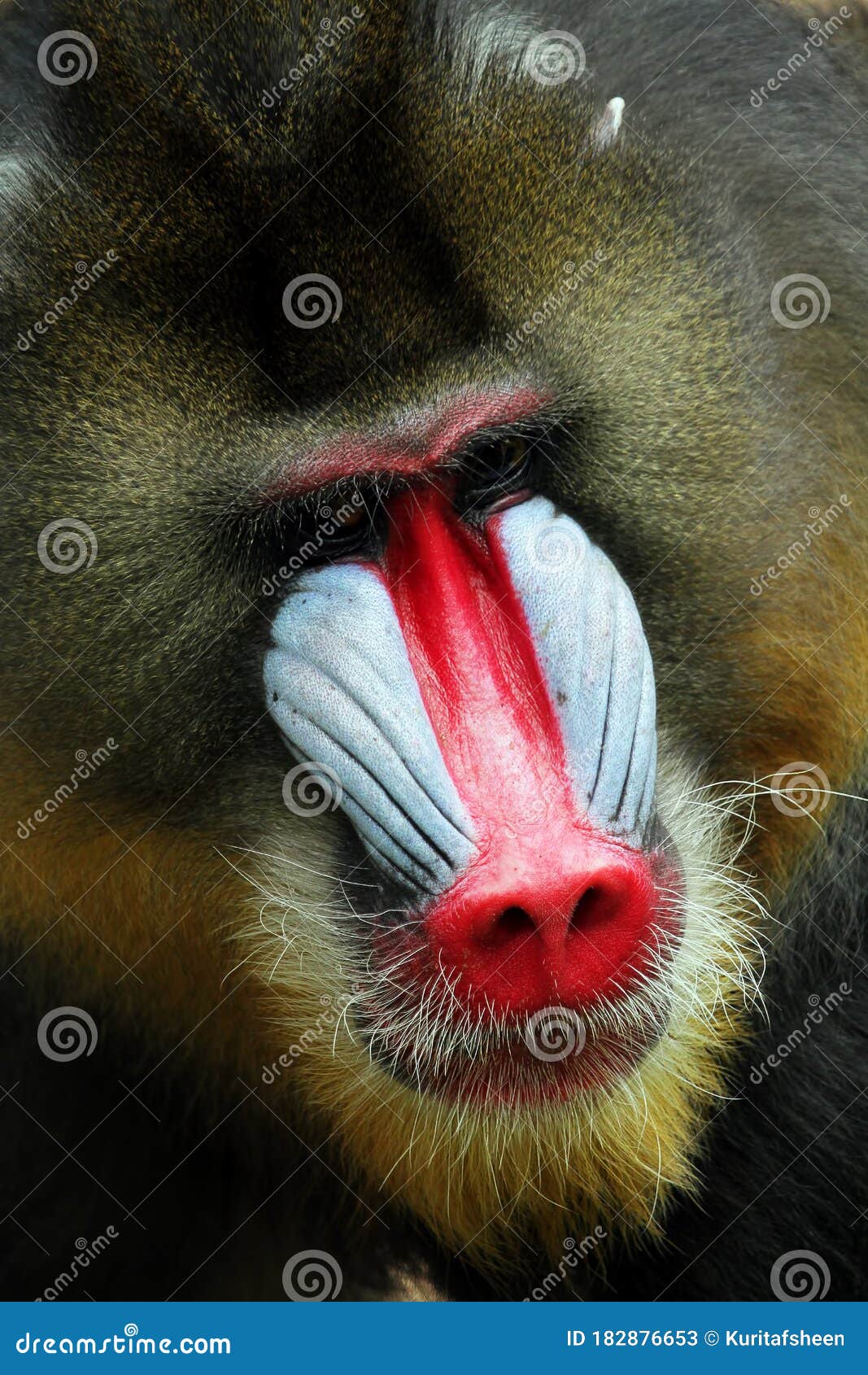 Mandril, Monkey Mandril, Mandrillus Sphinx Closeup Face Stock Image ...