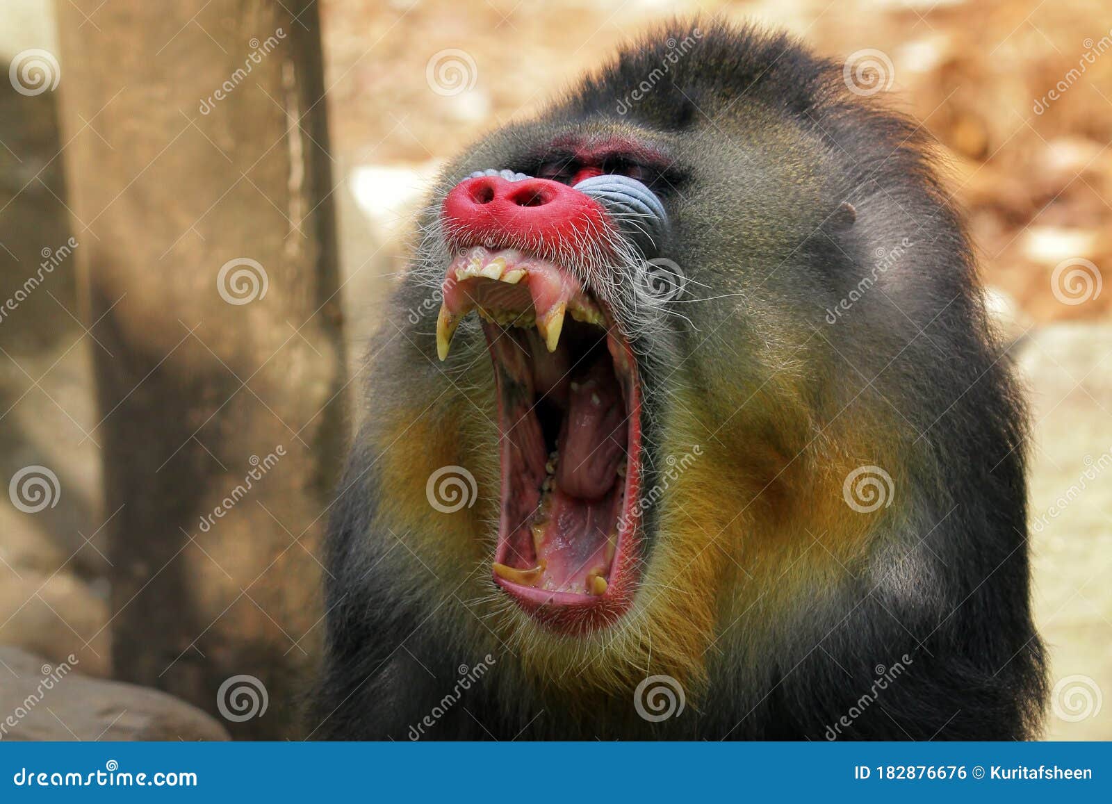 Mandril, Monkey Mandril, Mandrillus Sphinx Closeup Face Stock Photo ...
